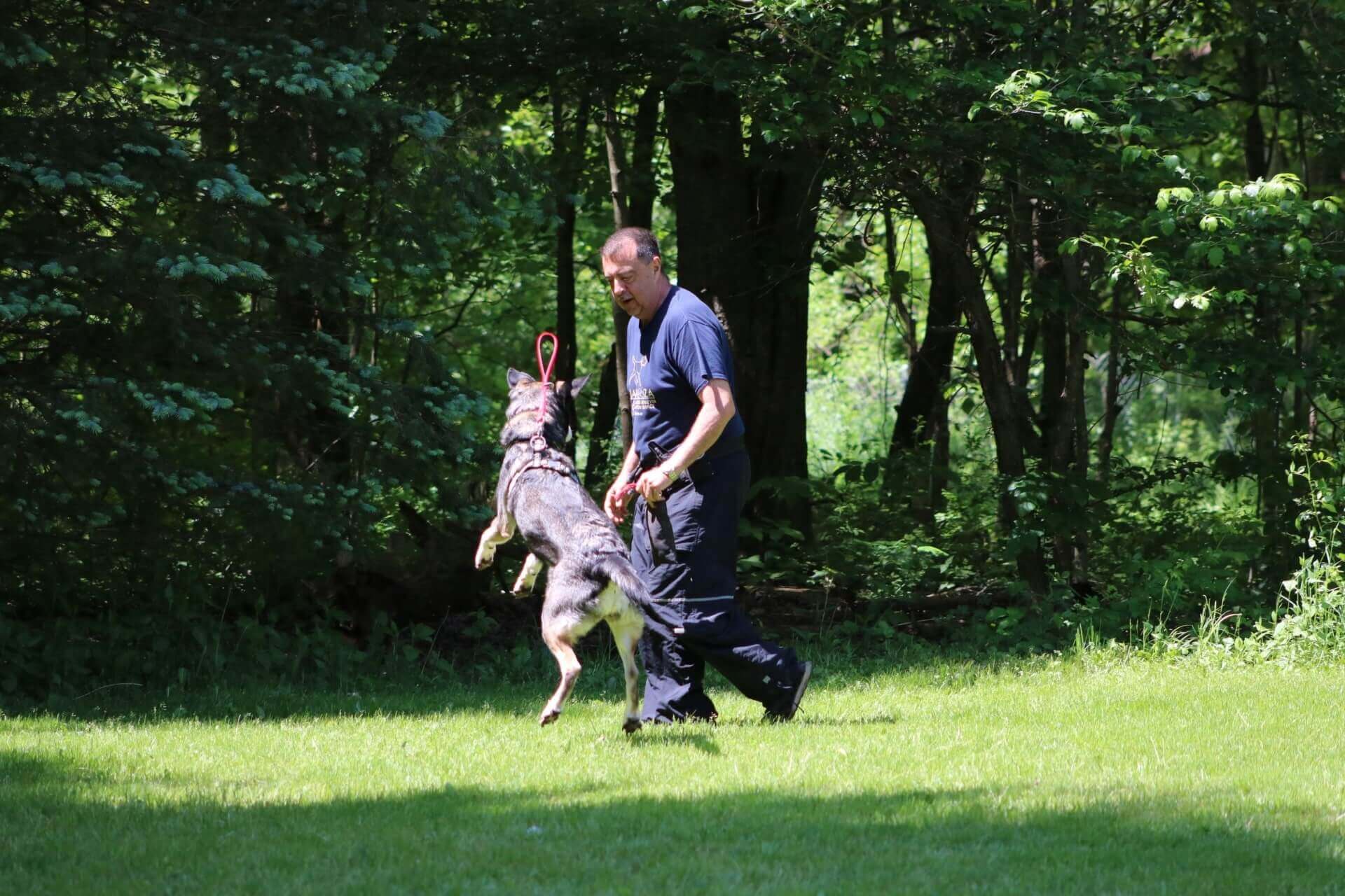 The Best GPS For Search And Rescue Dogs - Tractive