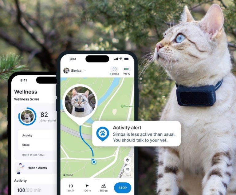 7 Reasons You've Got A Cat Meowing at Night - Tractive