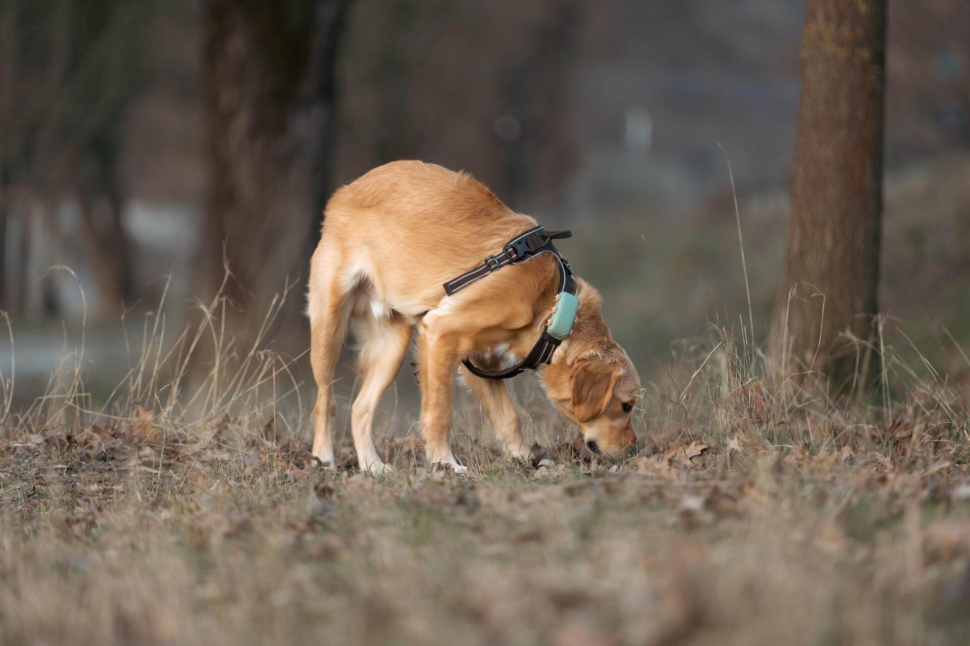 Dog In Heat: Everything You Need To Know