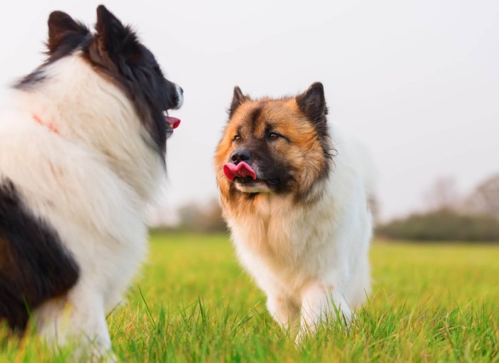 Dog Mating Behavior (Infographic) - Tractive