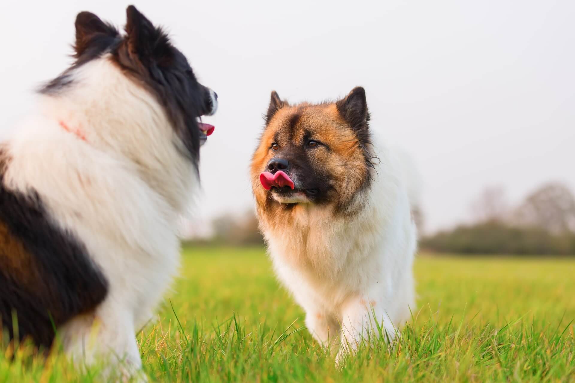 Dog Mating Behavior (Infographic) - Tractive