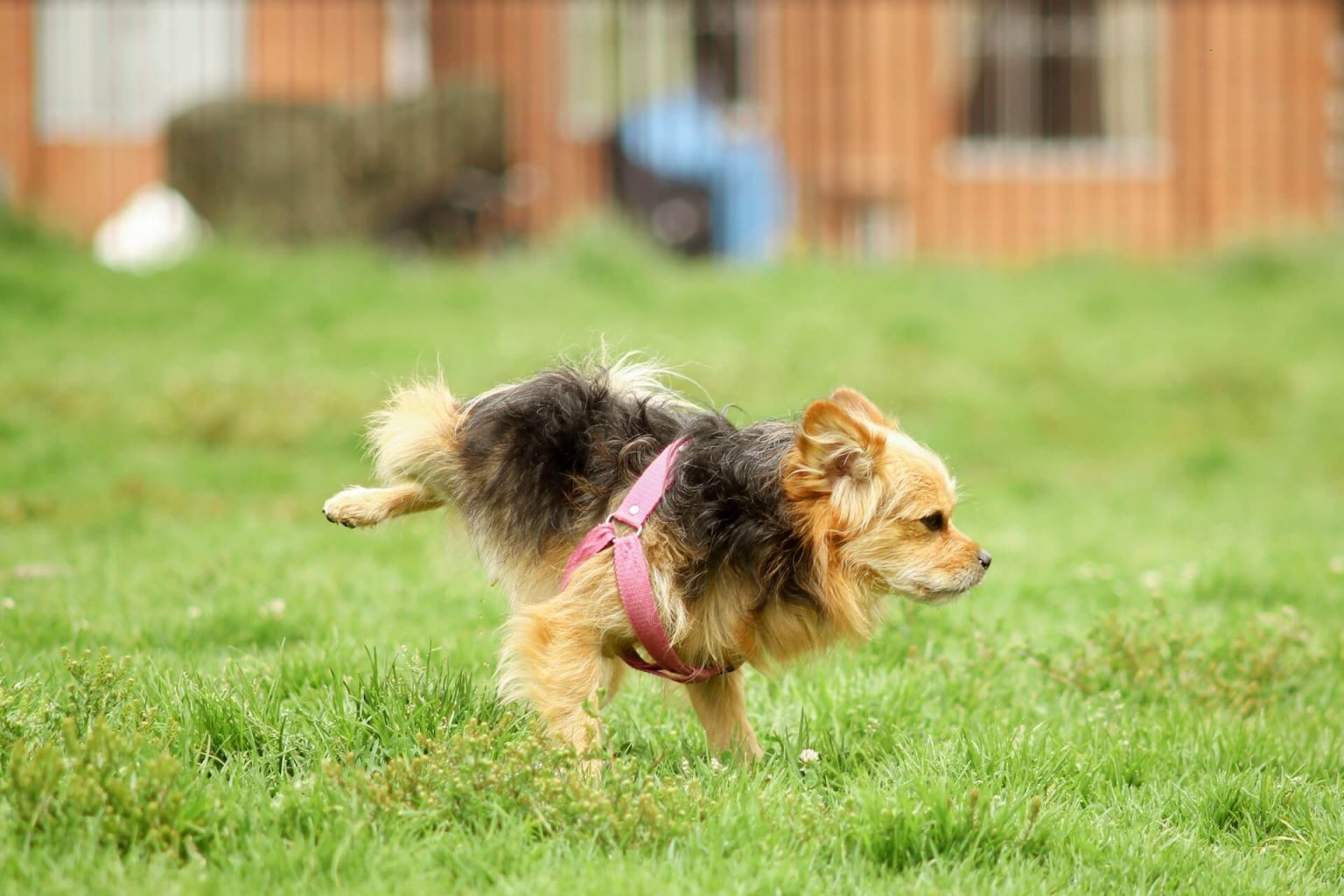 14 Common Behaviors of a Female Dog in Heat - Tractive