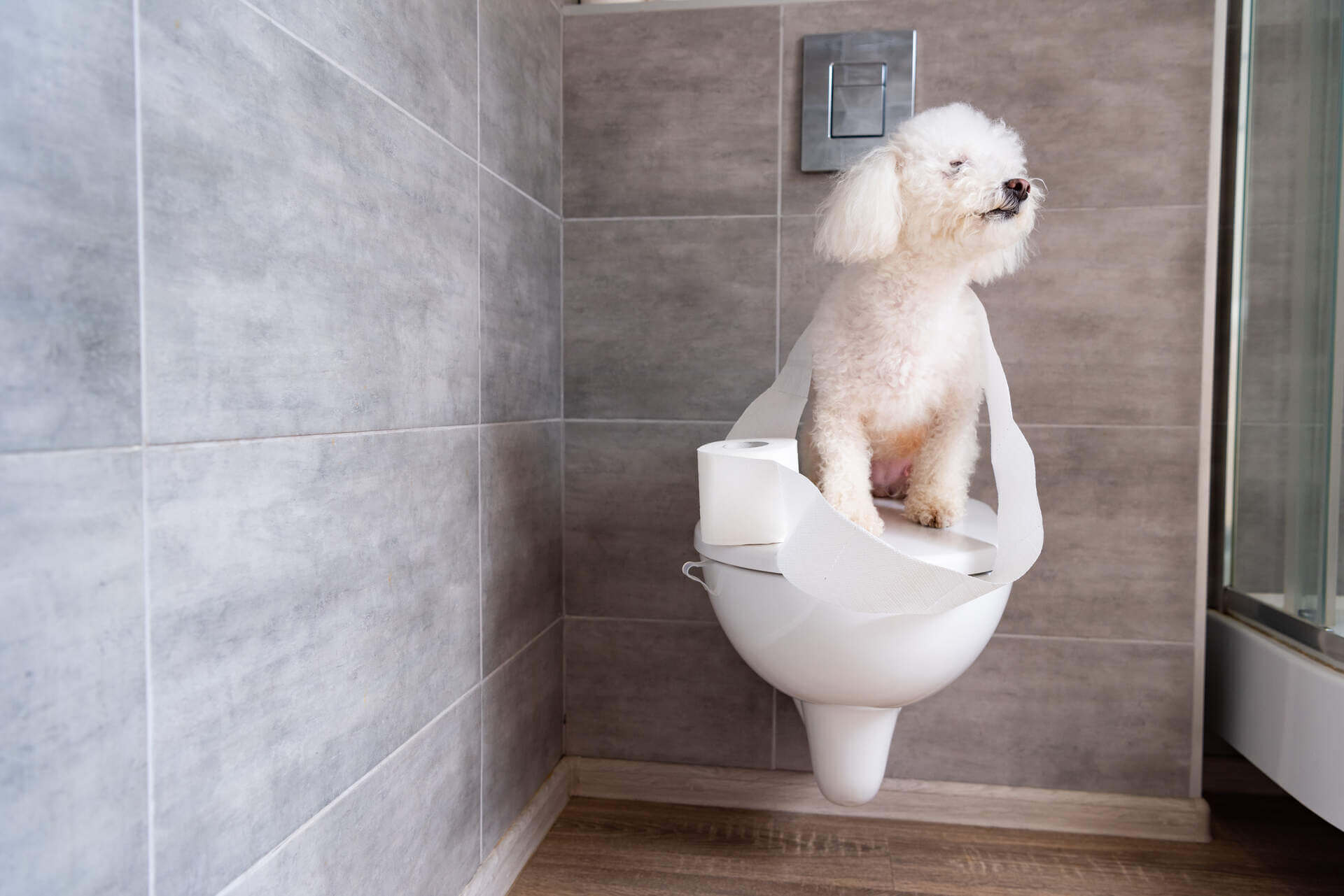 Why is My Dog Peeing So Much? Causes, Fixes & More - Tractive
