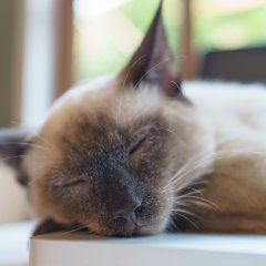 9 Cat Sleeping Positions & Their Meaning Revealed - Tractive