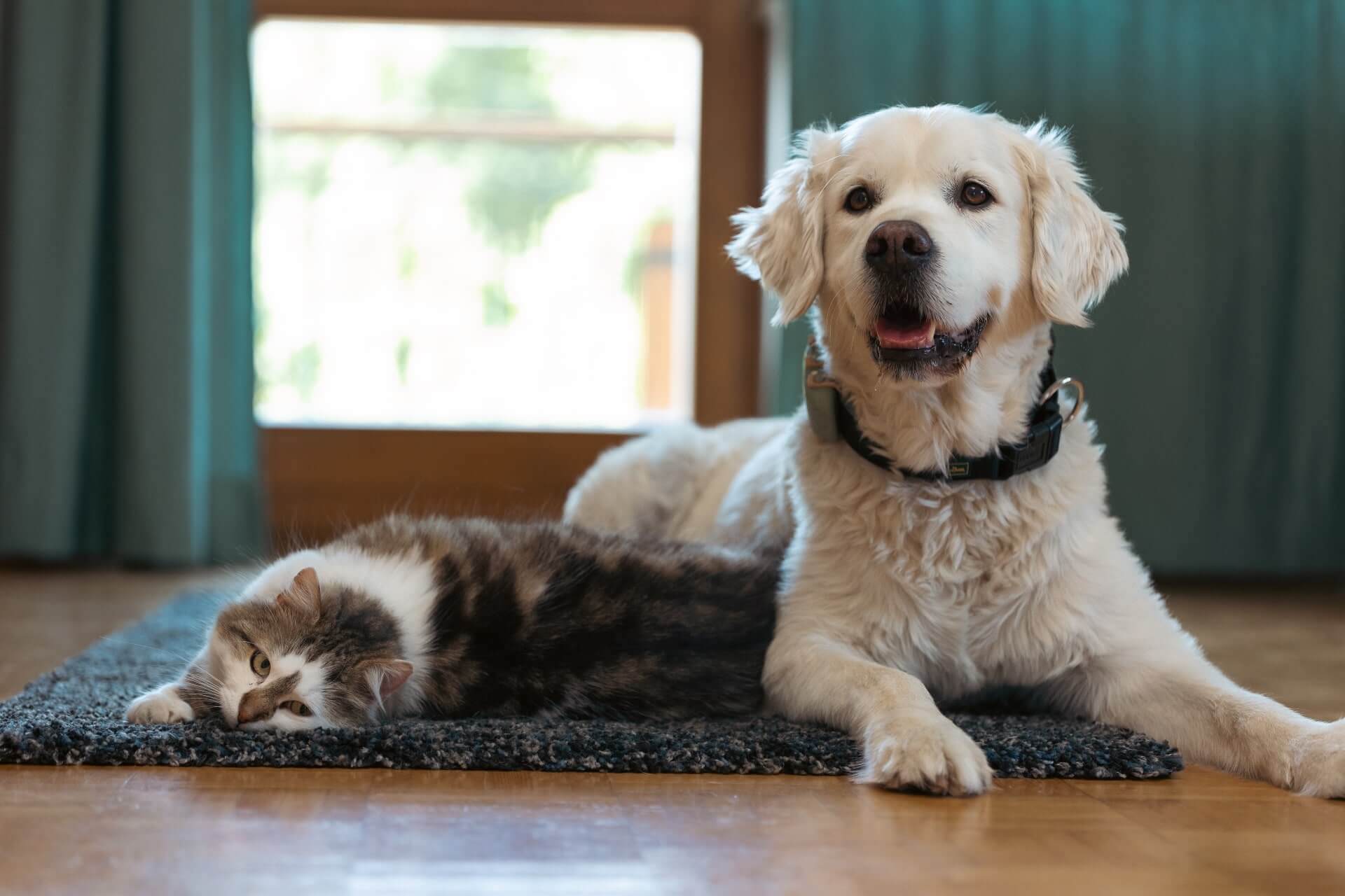 How Tractive Can Help You Spot Illness Early In Your Pet - Tractive