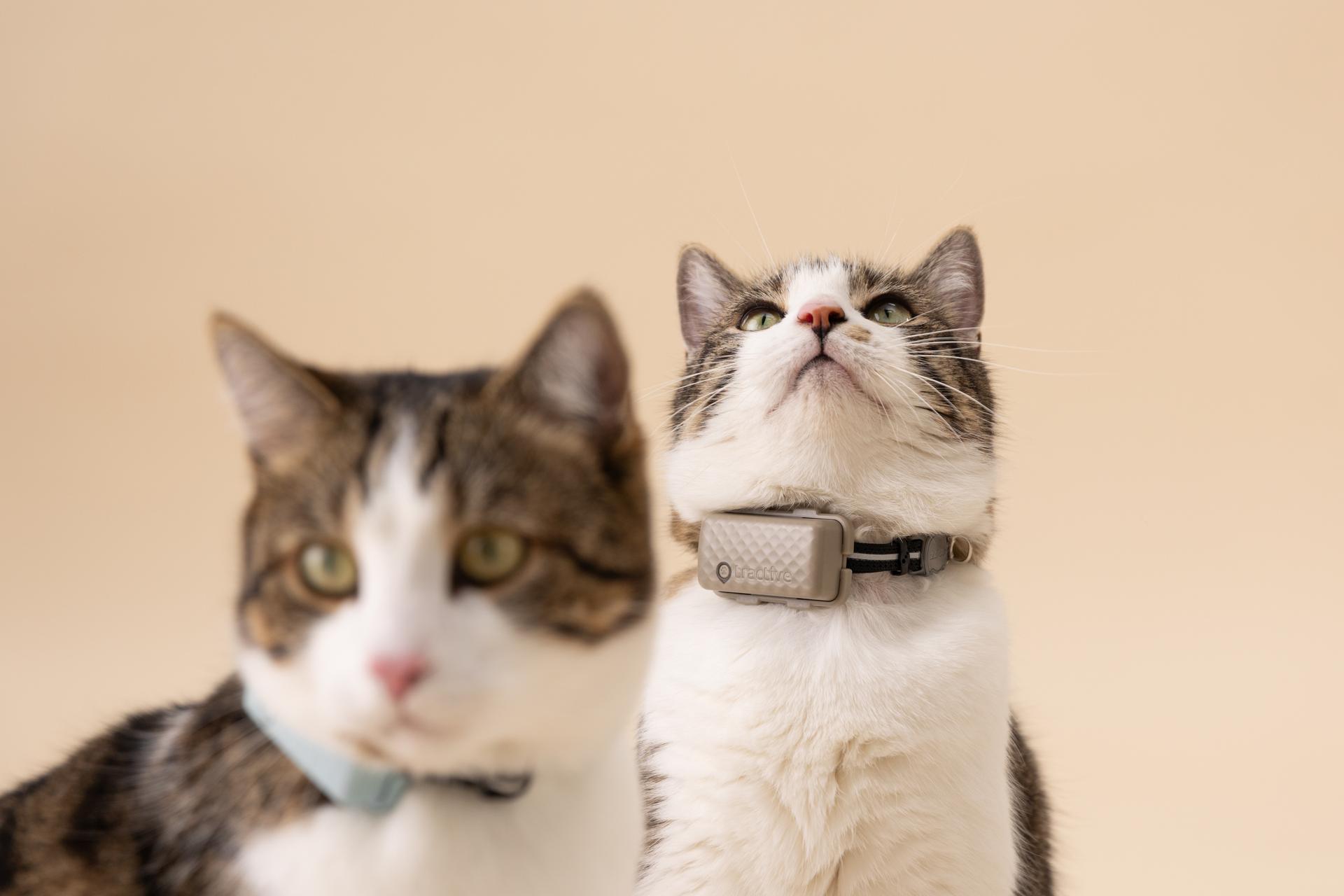 Top 10 Most Common Cat Breeds - Tractive