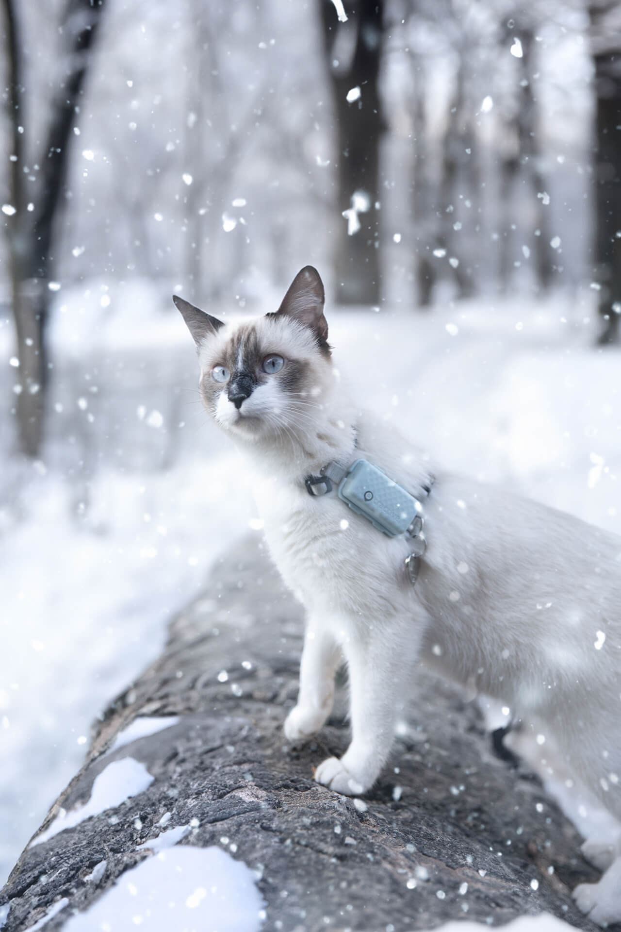 How Cold Is Too Cold For Your Cat? ️🐈 - Tractive