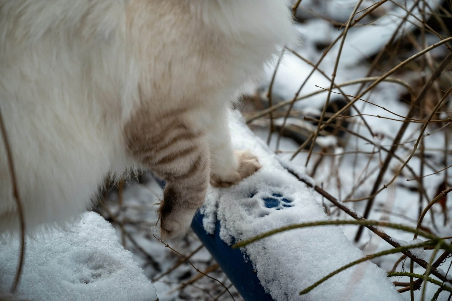 How Cold Is Too Cold For Your Cat? ️🐈 - Tractive