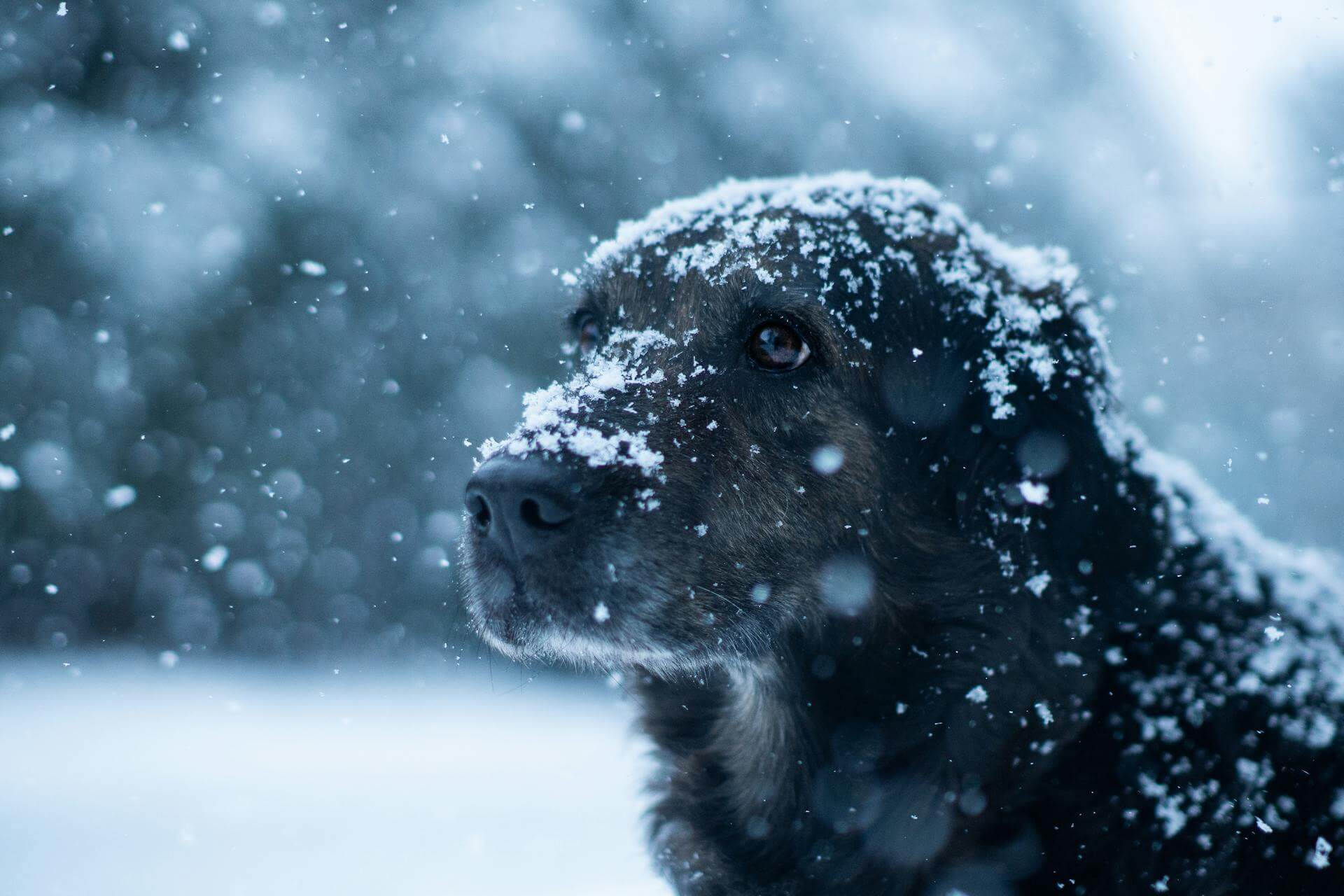 Hypothermia In Dogs: Signs, Prevention & Treatment - Tractive