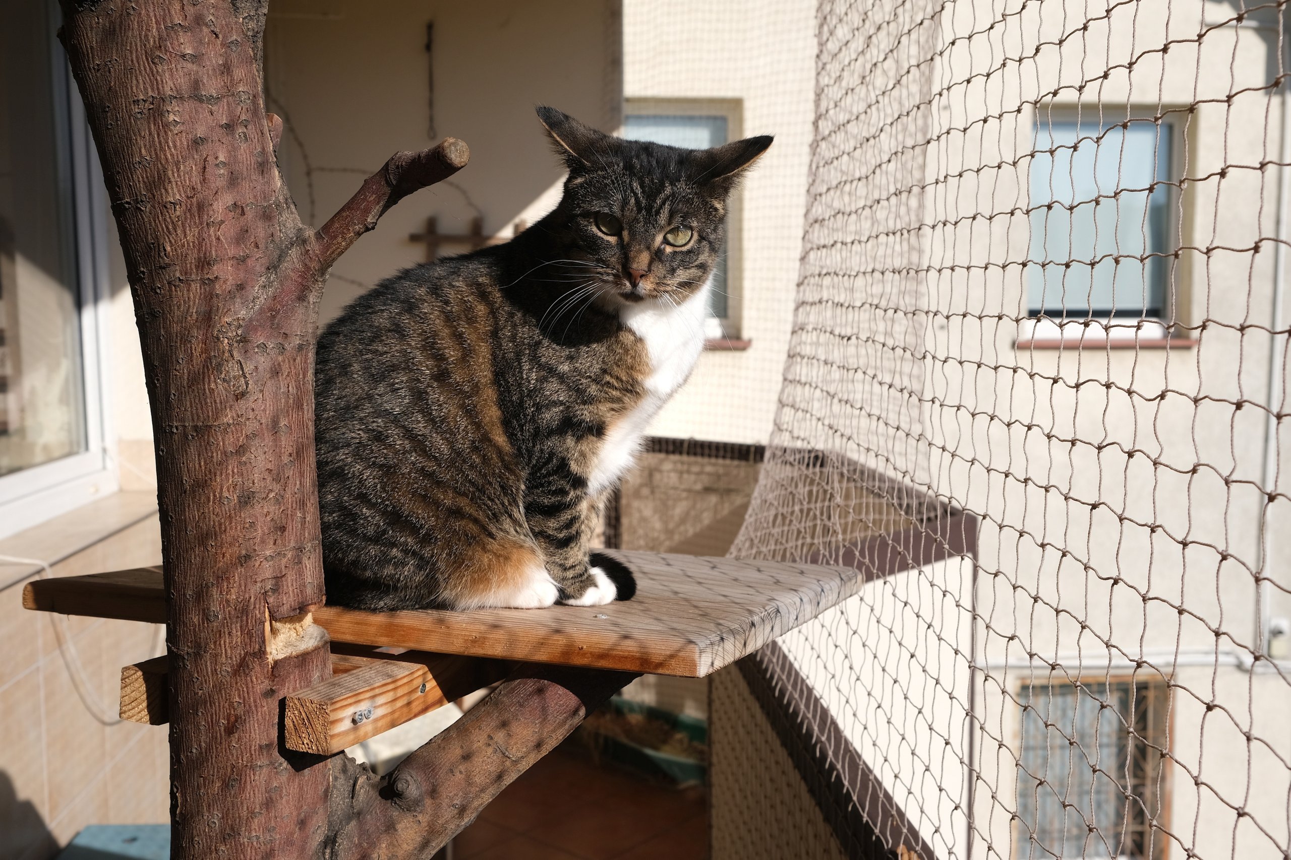 10 Tips To Create The Purr-Fect Cat Proof Balcony - Tractive