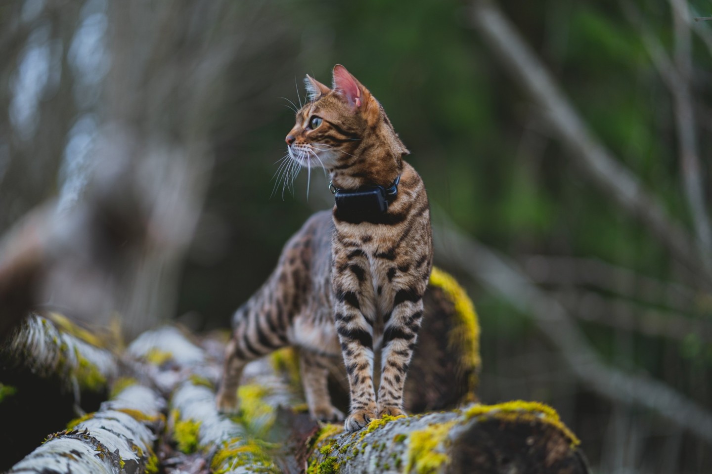 Expert Guide: How To Find A Lost Cat At Night - Tractive