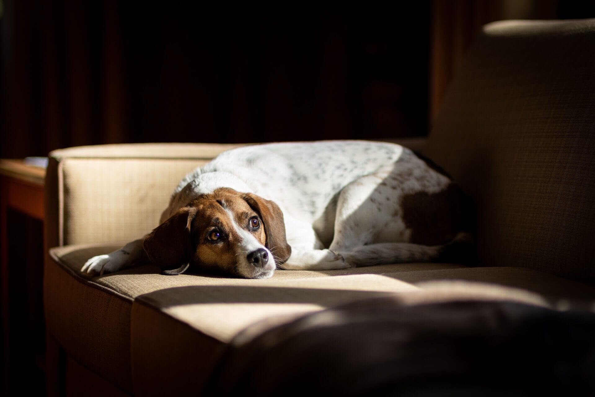 Dog Barking at Night: 6 Reasons Why & How To Stop It - Tractive