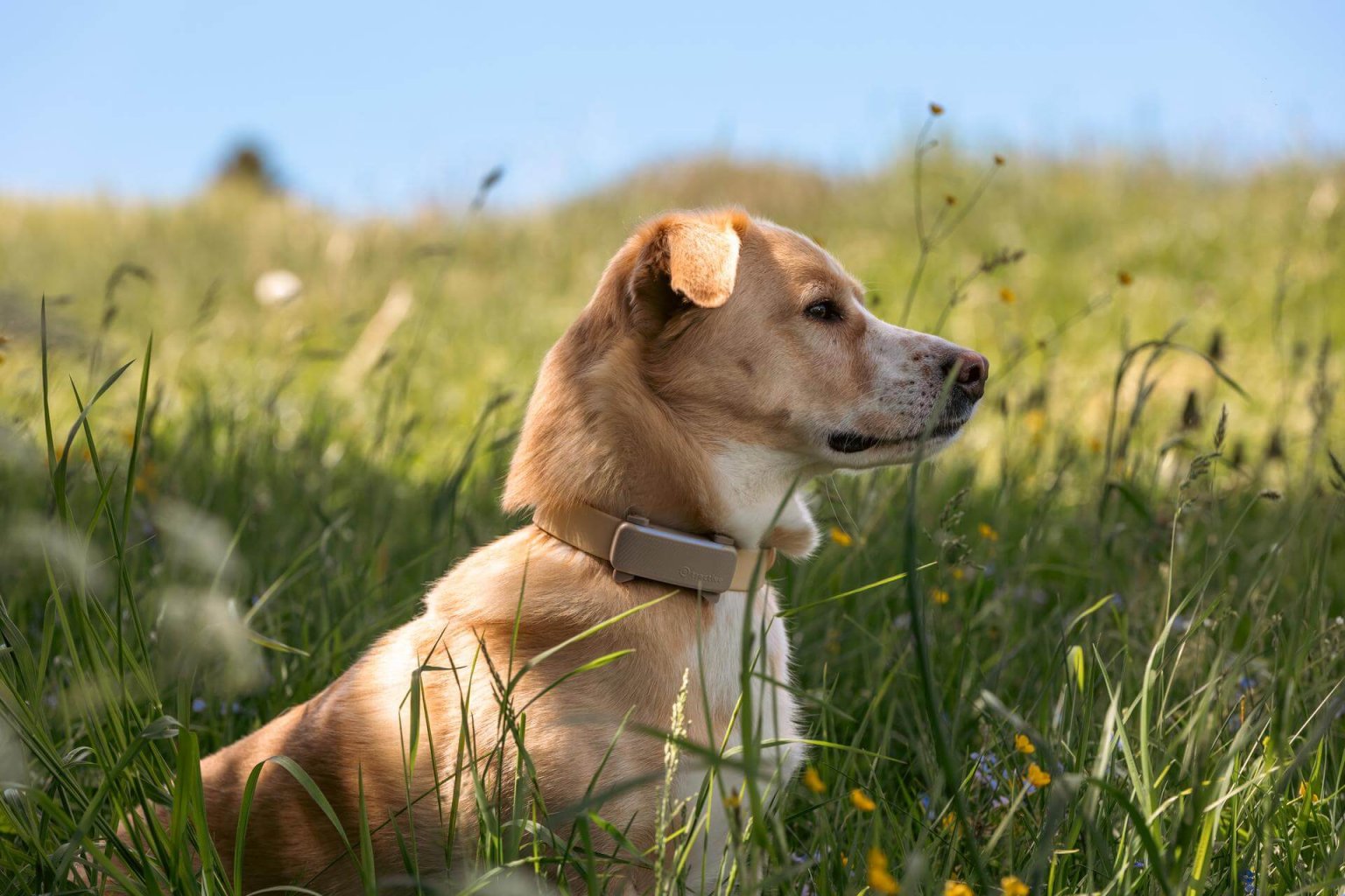 Why A Dog Tracker Chip Doesn't Exist - Tractive