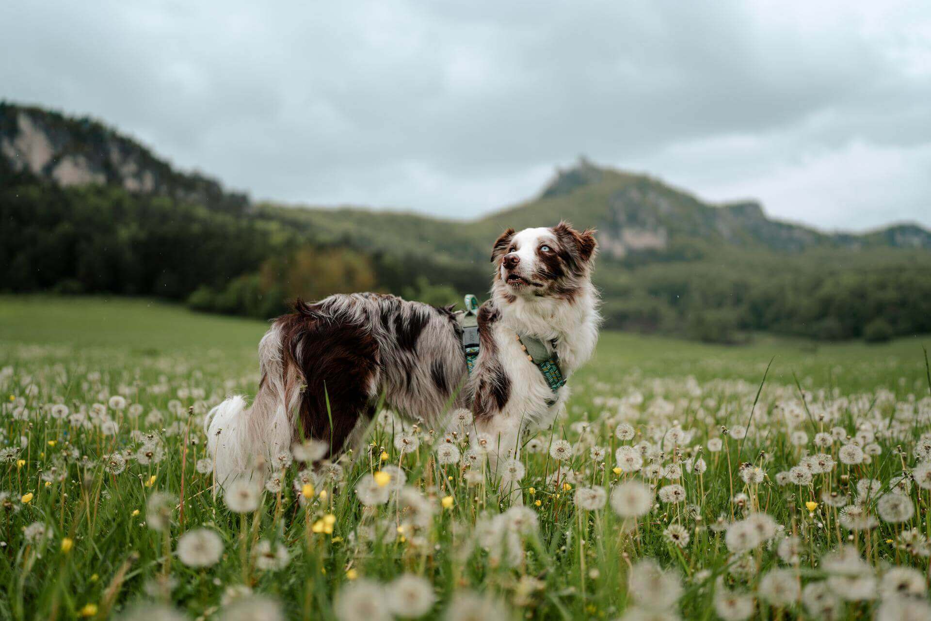 Nature dog names store