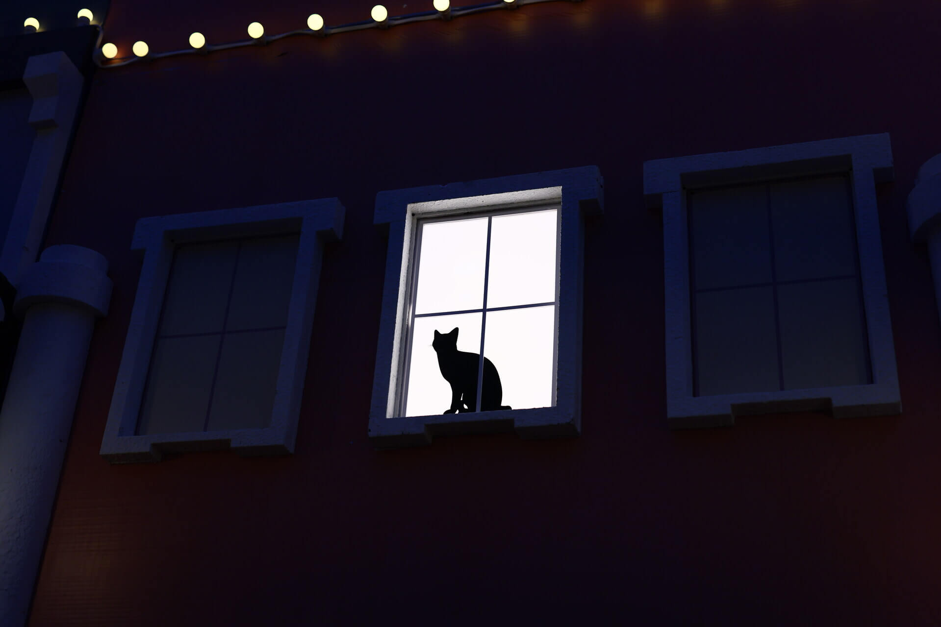 7 Reasons You've Got A Cat Meowing at Night - Tractive