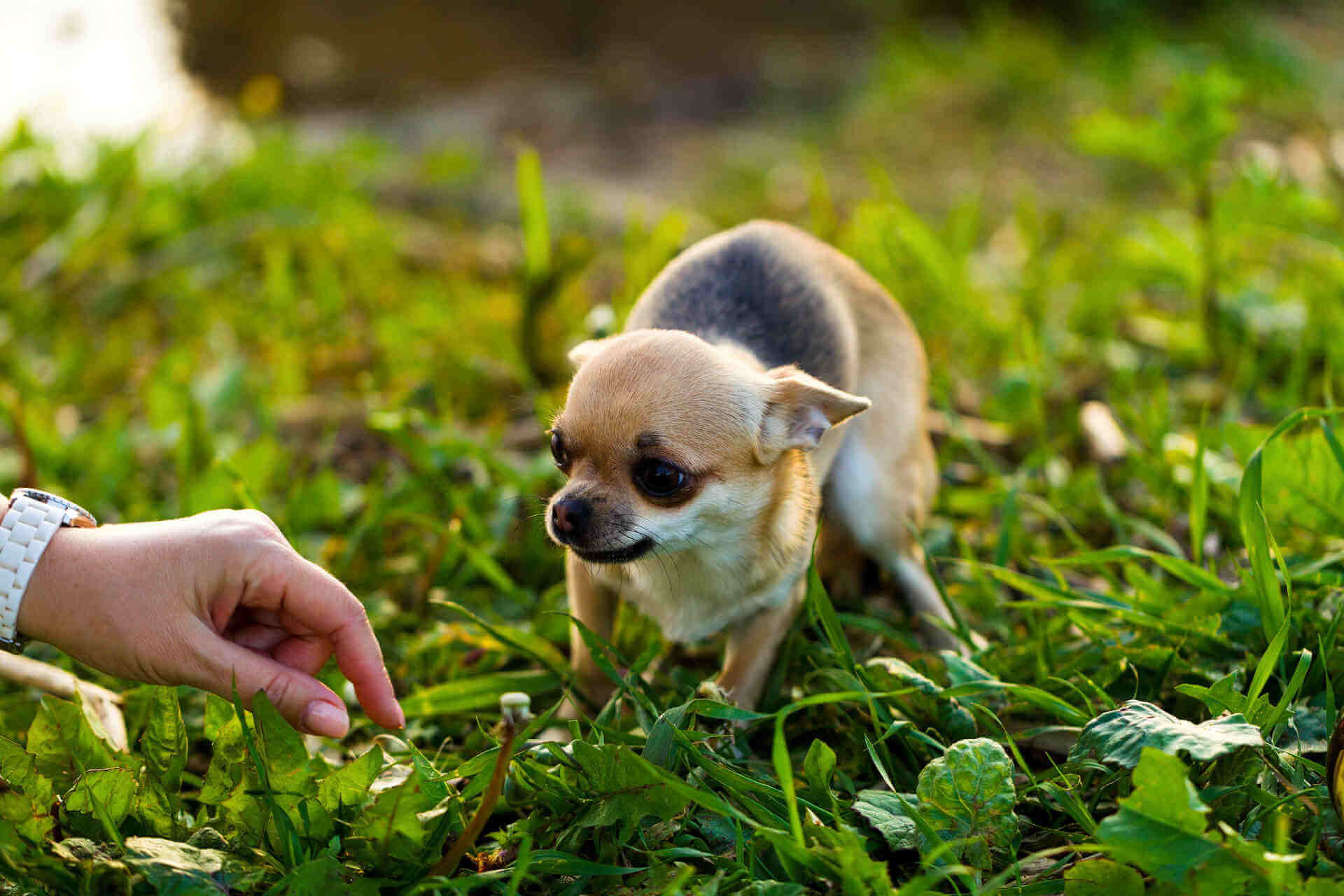 Dealing With A Dog Panic Attack: How to Help Your Buddy - Tractive