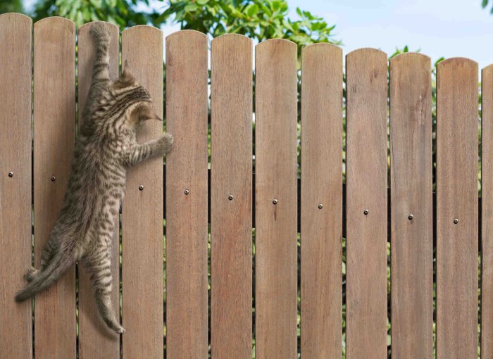8 Cool Cat Fence Options To Keep Your Buddy Safe Inside - Tractive