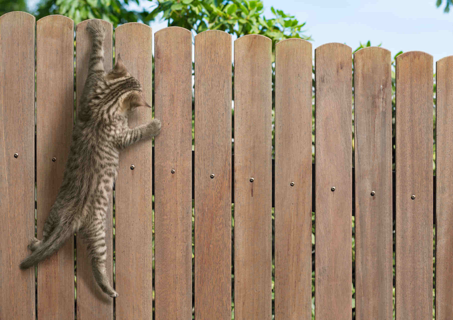 8 Cool Cat Fence Options To Keep Your Buddy Safe Inside - Tractive