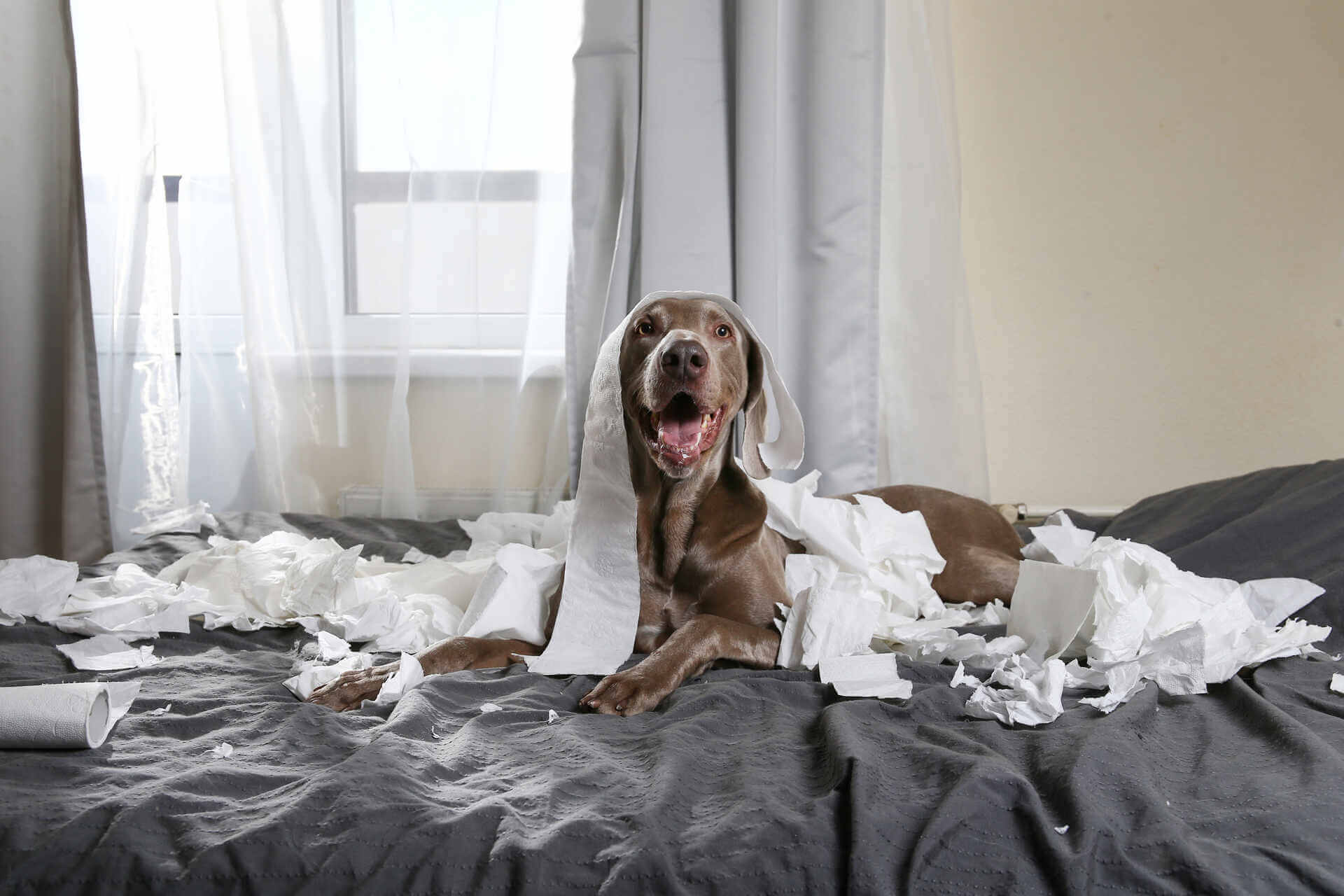 Can Dogs Have ADHD? Why Is Mine So Hyper? - Tractive