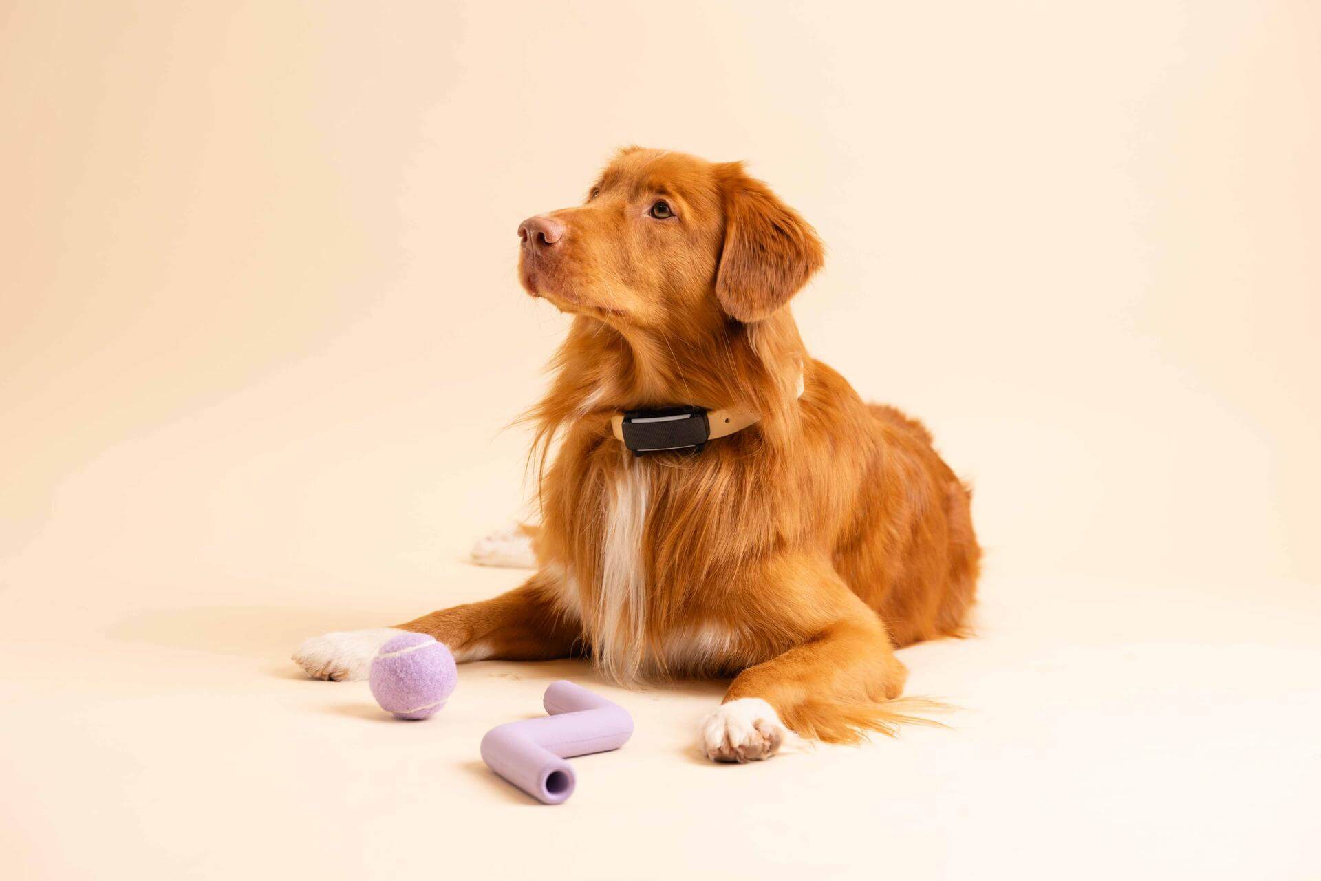 Fitbit for Dogs: How To Choose The Best Dog Fitness Tracker - Tractive