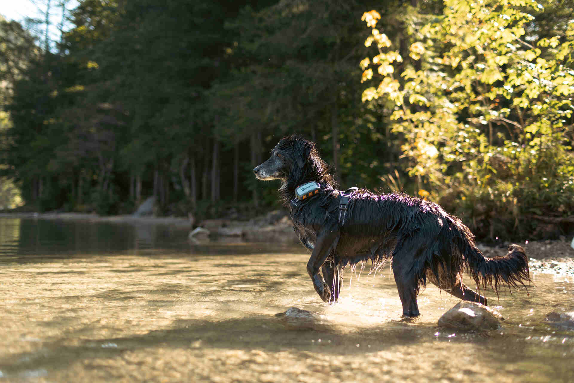 Can Dogs Have ADHD? Why Is Mine So Hyper? - Tractive