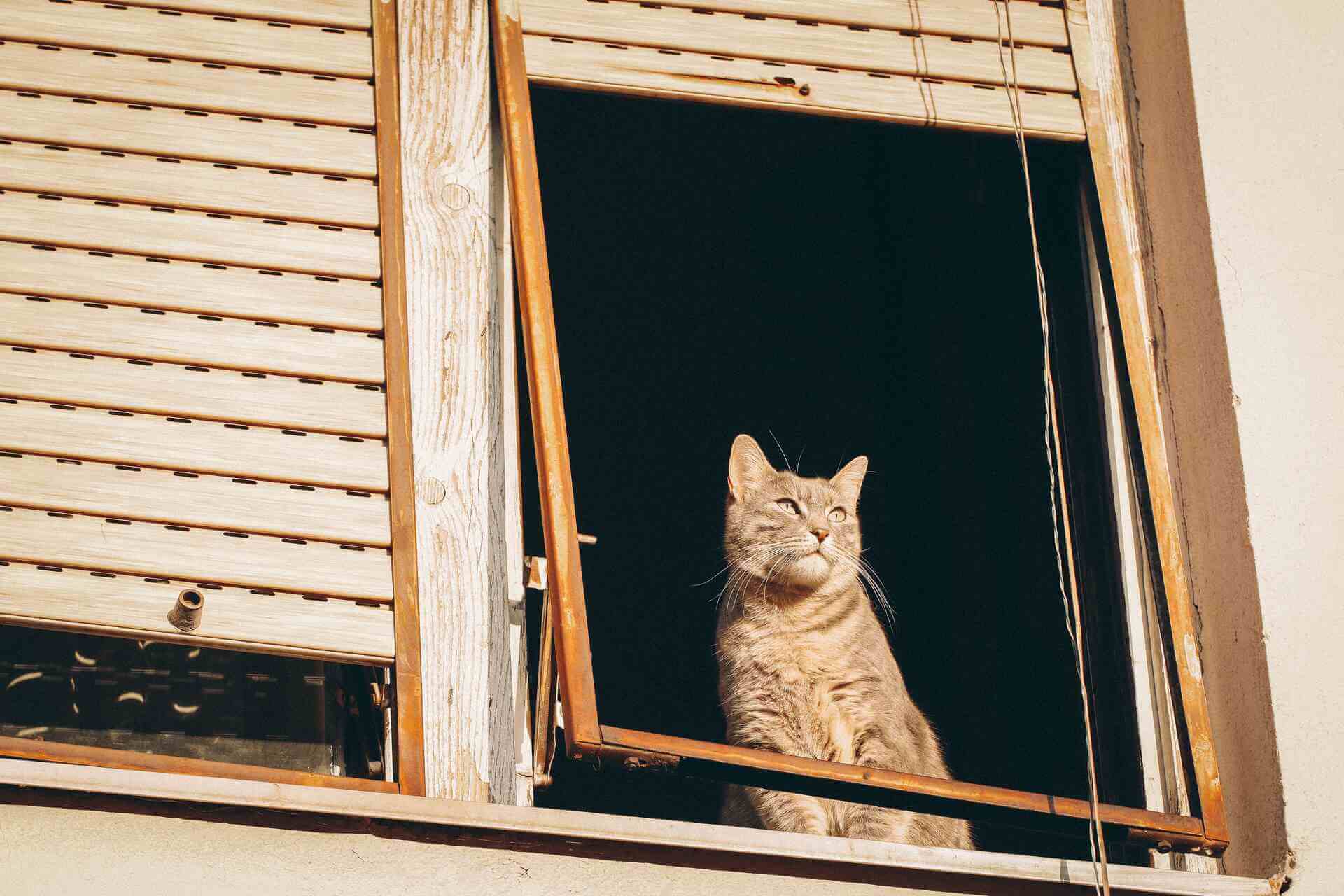 High Rise Syndrome in Cats: Keep Yours Safe From Falls - Tractive