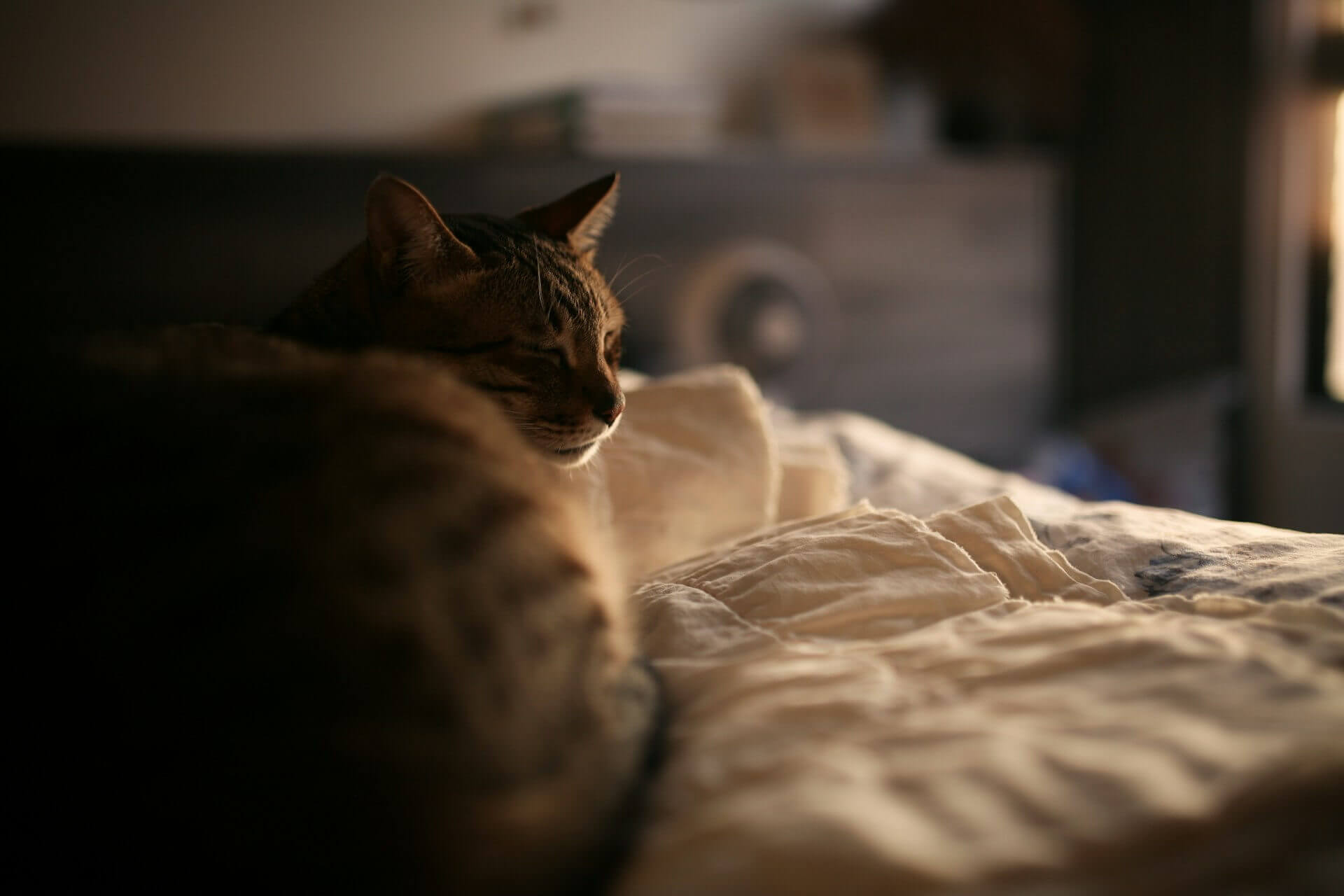 7 Reasons You've Got A Cat Meowing at Night - Tractive