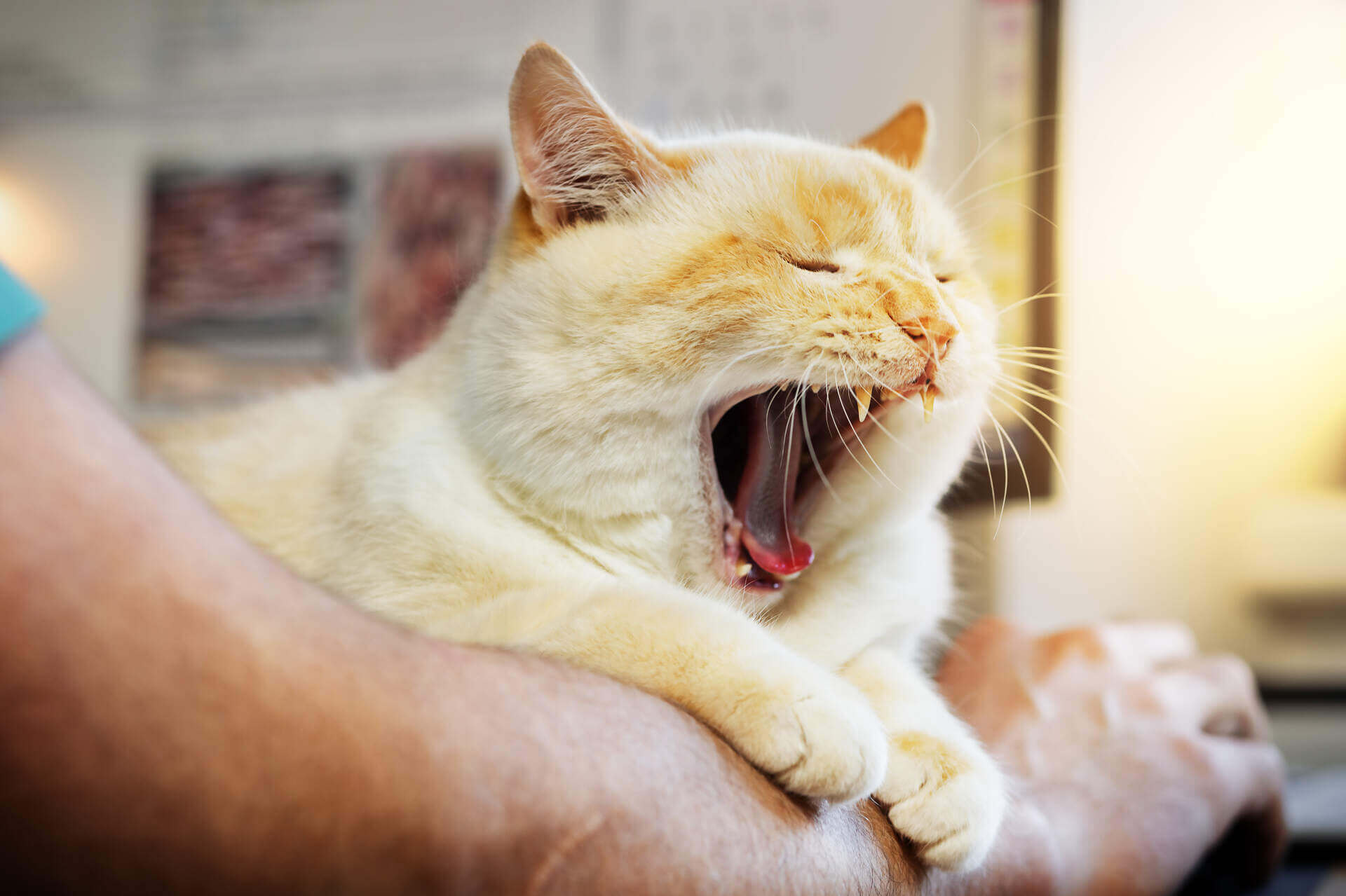 Why Is My Cat Crying? Feline Tears, Explained - Tractive