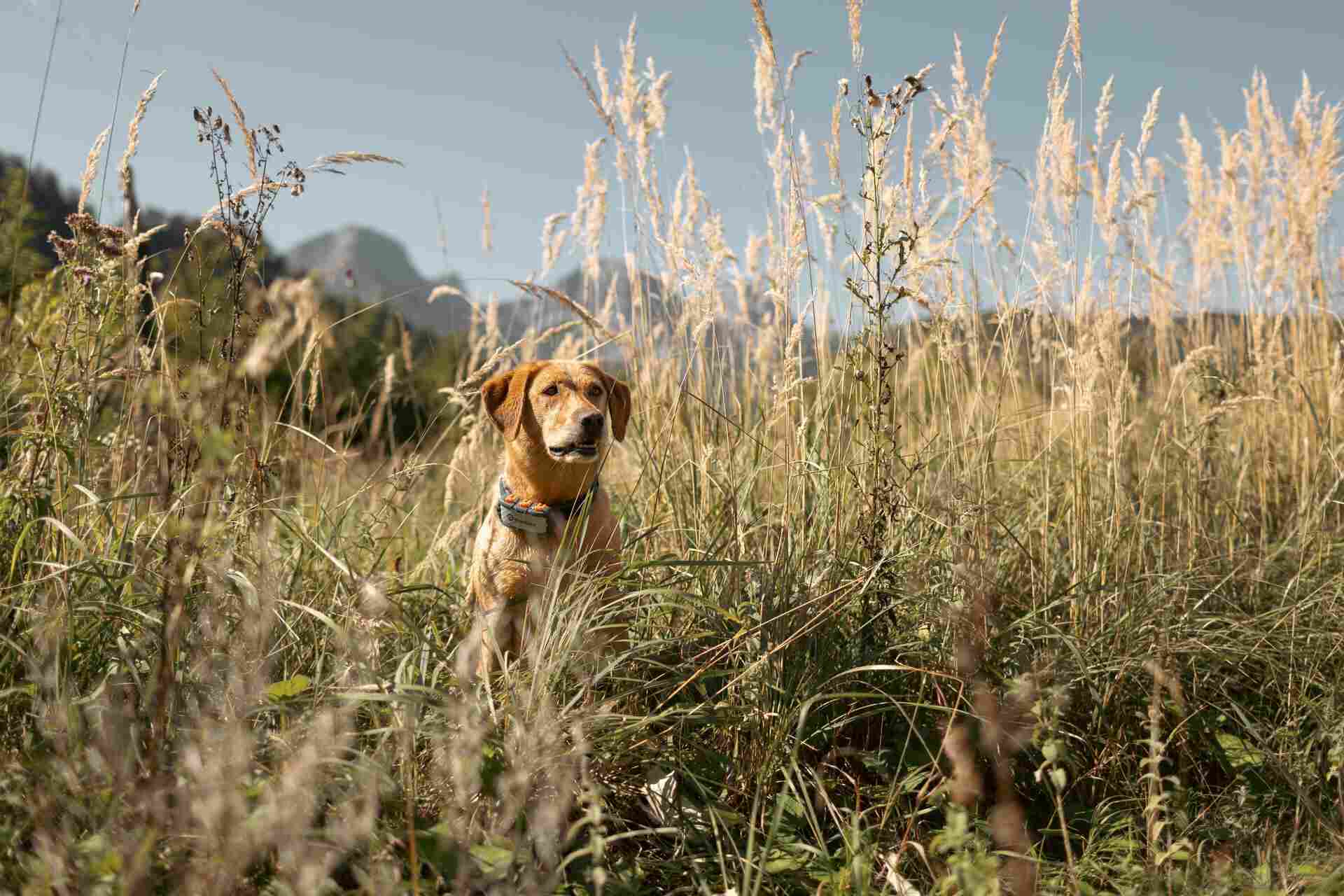 Dog Pollen Allergy: How To Deal With The Springtime Sniffles - Tractive