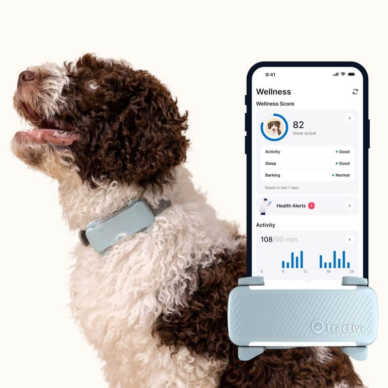 ¿Tu perro respira rápido? Cuándo podría ser un problema (y cuándo no ...