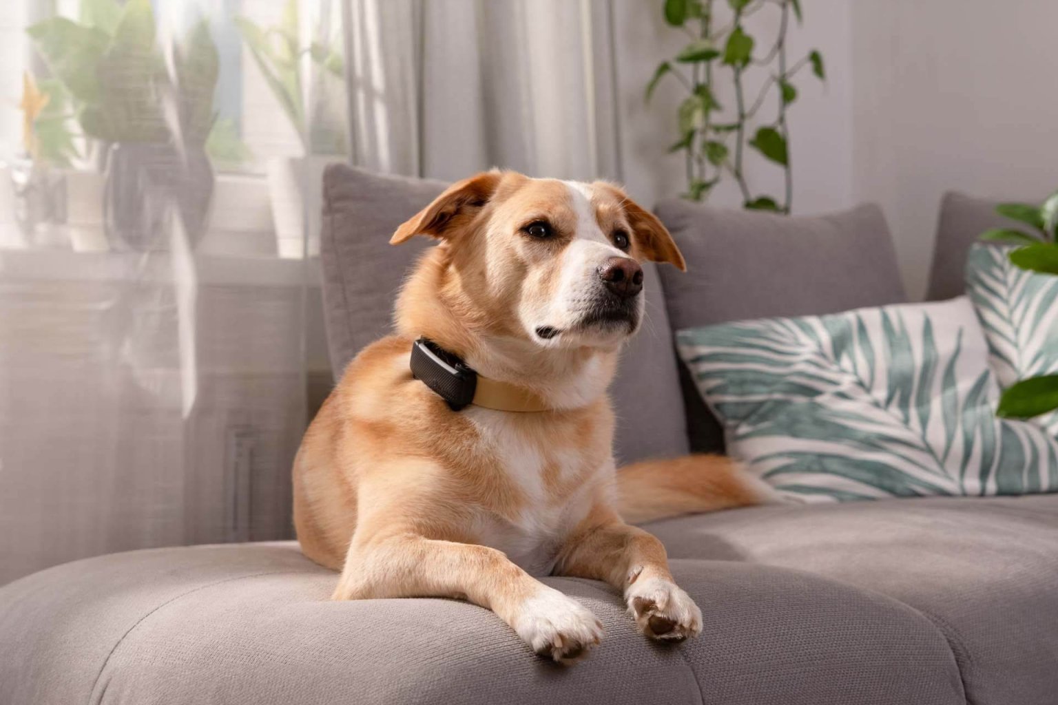 AirTag for Dogs: Why You're Better Off With A GPS Dog Tracker - Tractive