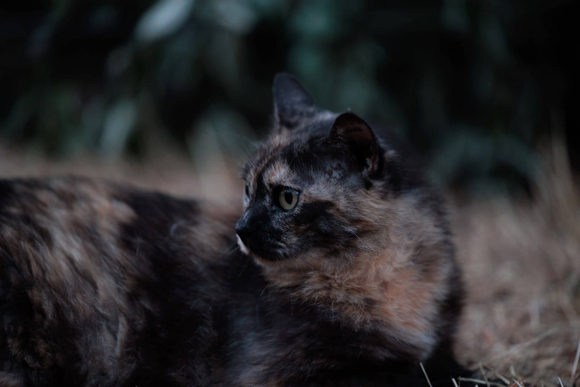 Expert Guide: How To Find A Lost Cat At Night - Tractive