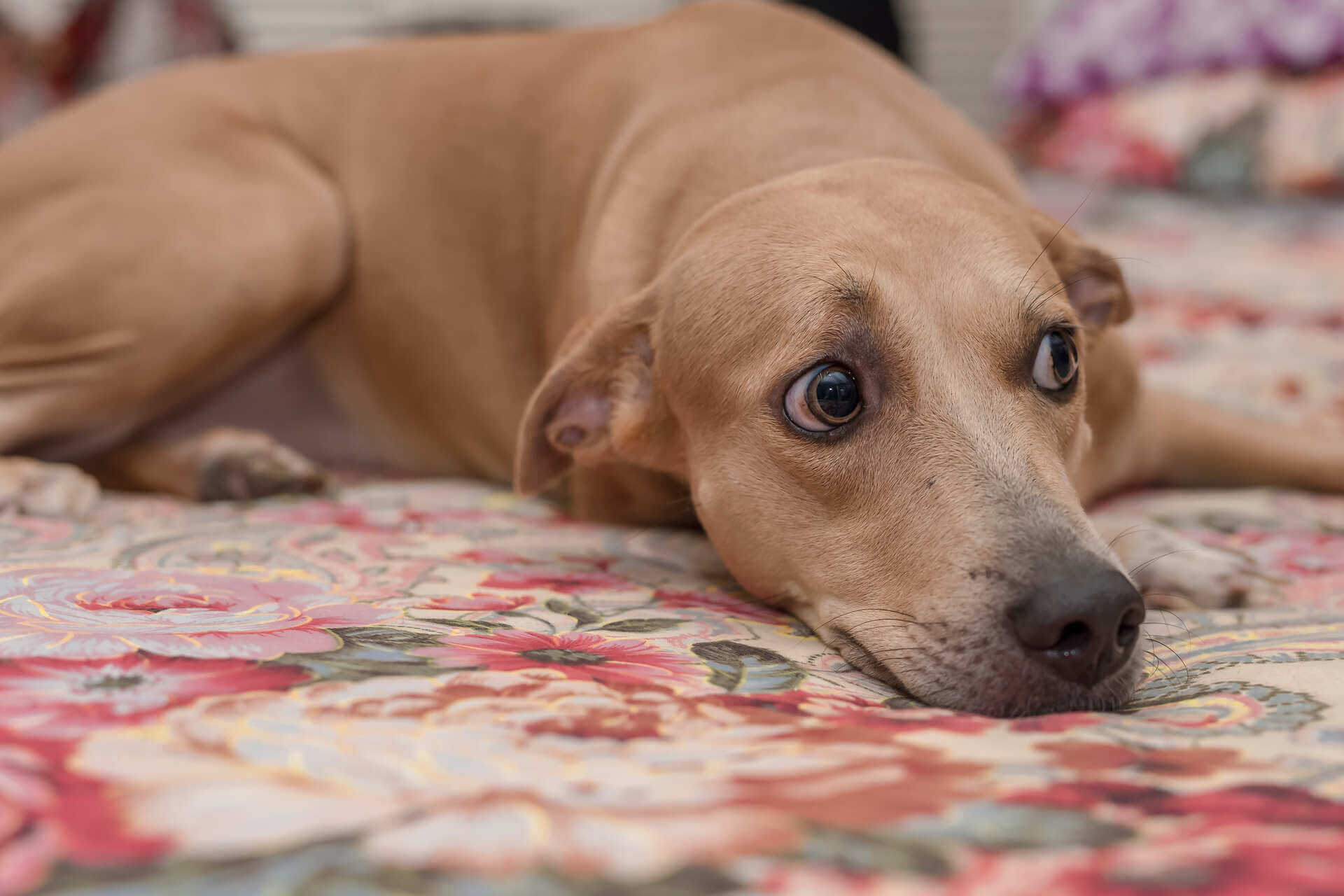 Signs of Stress in Dogs: What to Watch For (and How to Help) - Tractive