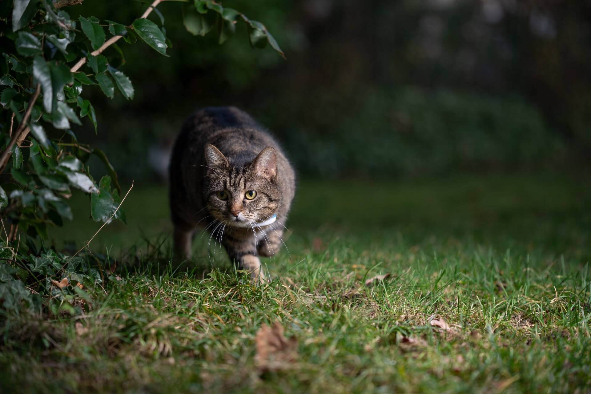 Bernie the Cat's Secret Life Revealed Thanks to GPS Tracker - Tractive