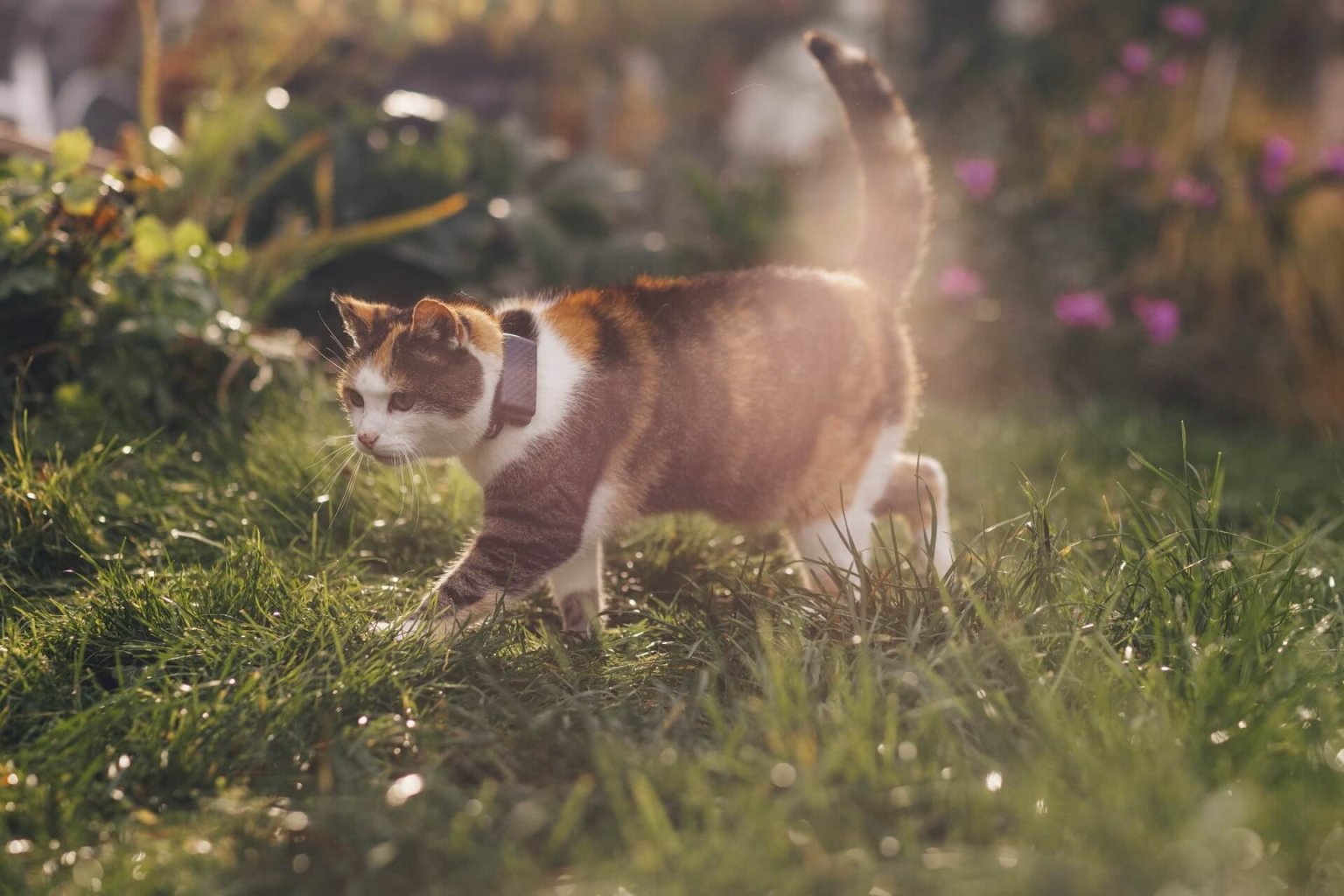 Why Is My Cat Crying? Feline Tears, Explained - Tractive