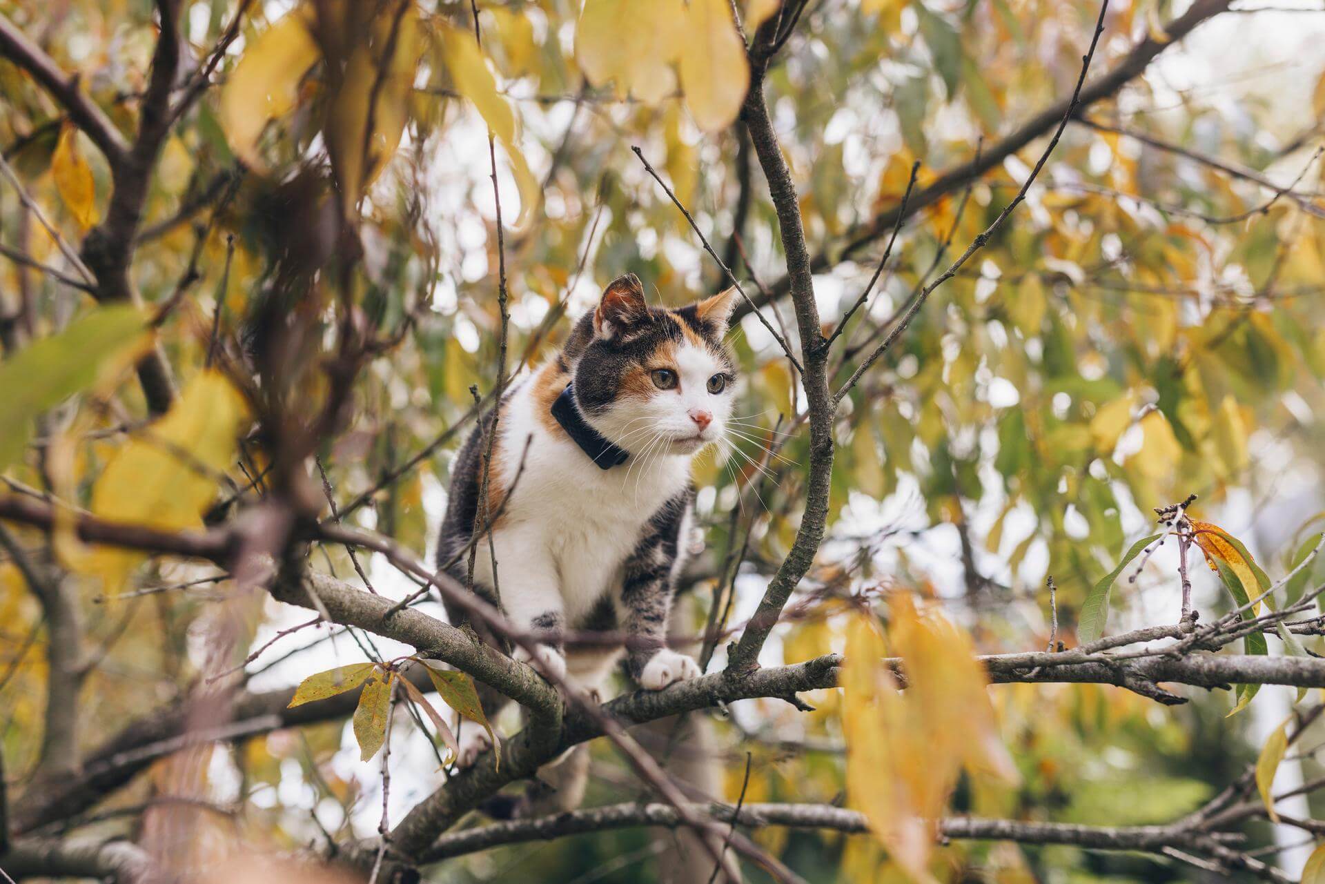 How Long Do Cats Go Missing For? Missing Cat FAQs - Tractive