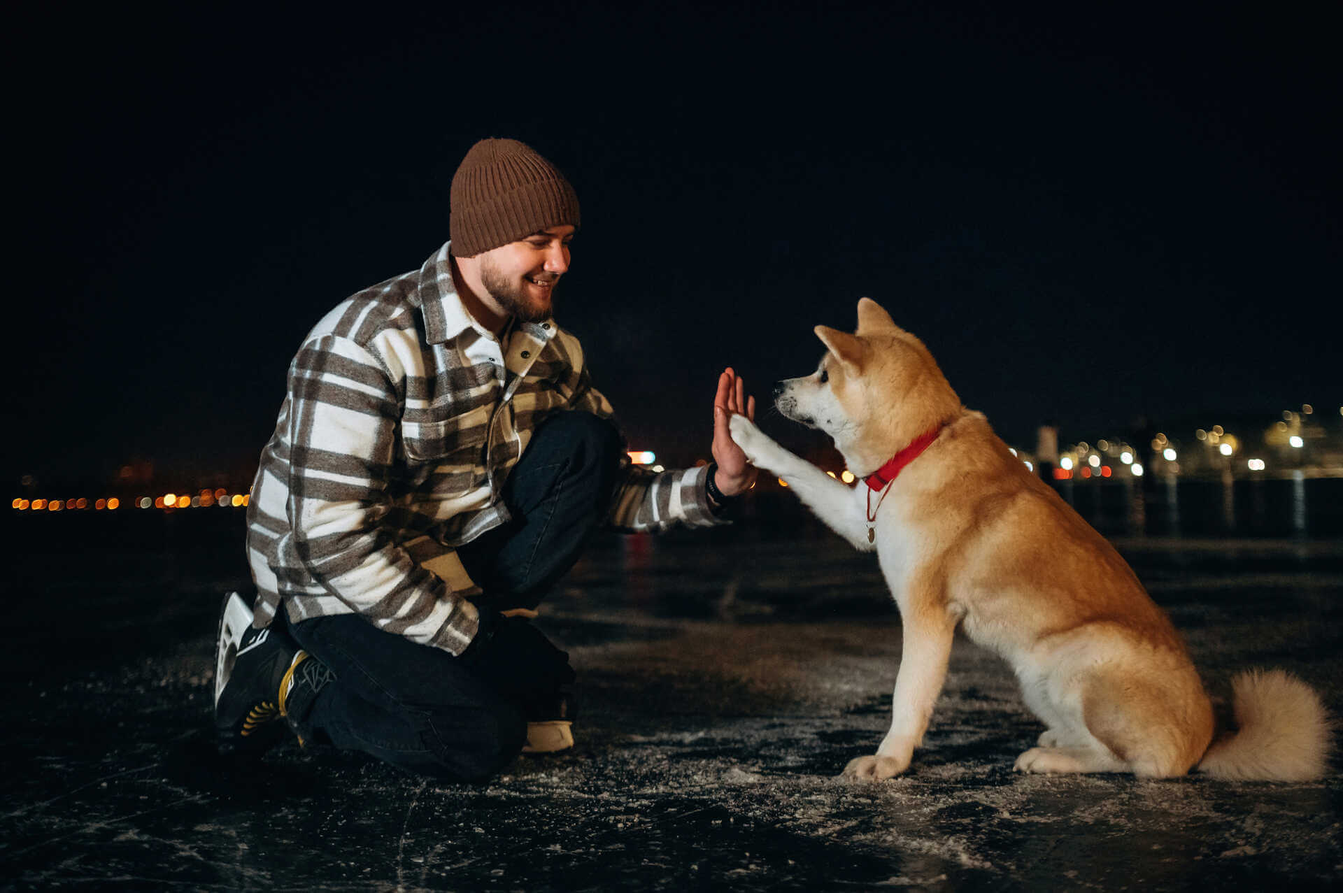 What Do Dogs See at Night? Dog Night Vision Explained - Tractive