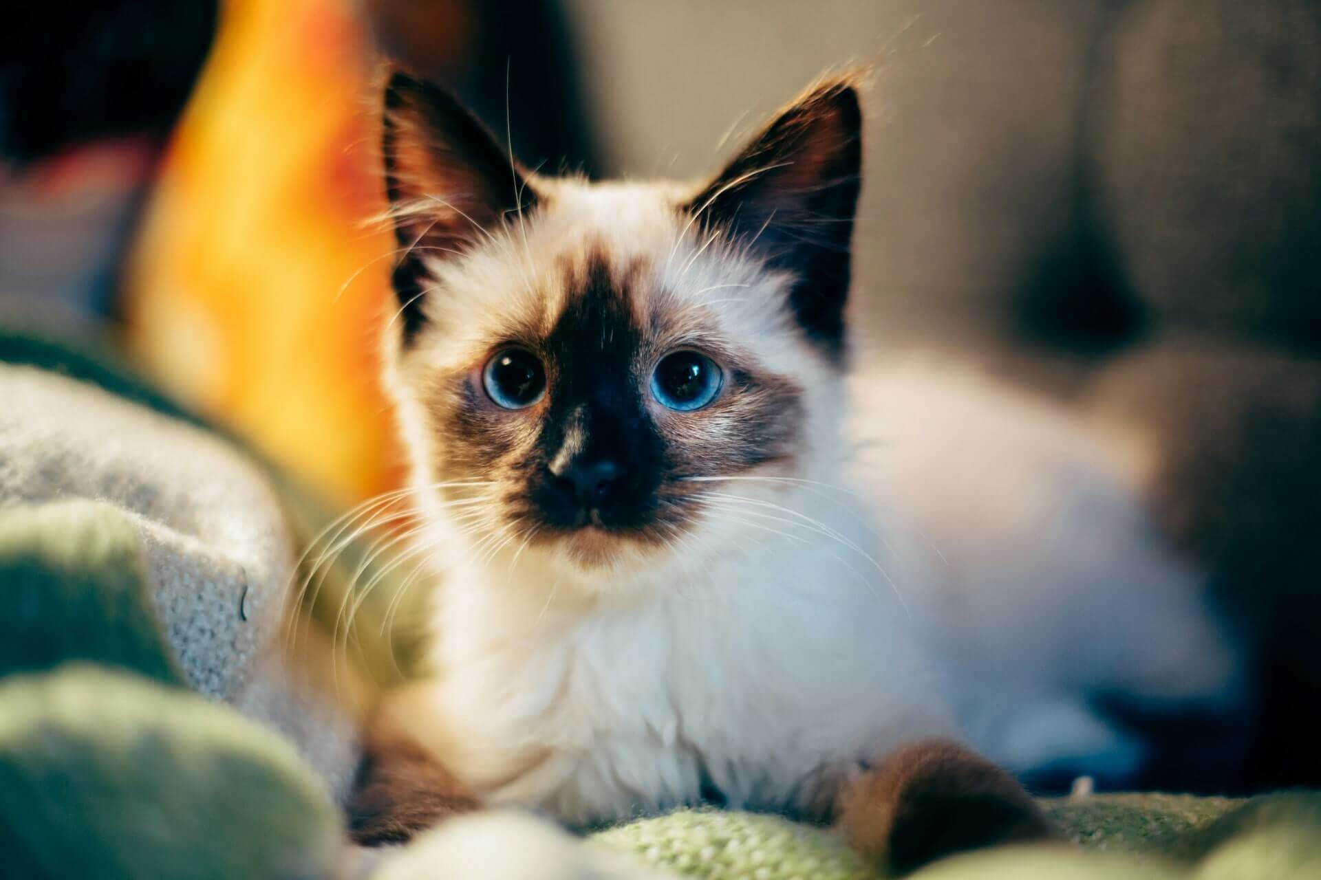 Cutest Cat Names: 100+ Adorable Ideas for Every Feline - Tractive