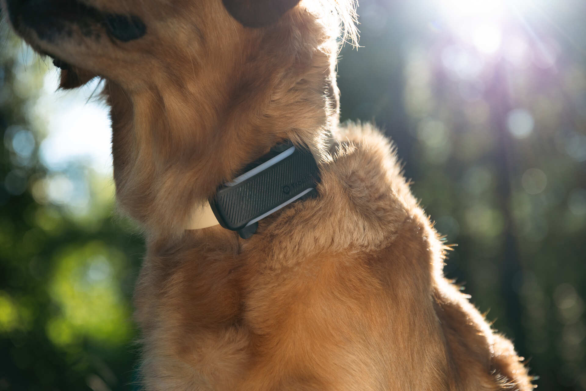 The Dog Respiratory Rate Guide (And Why You Should Monitor It) - Tractive