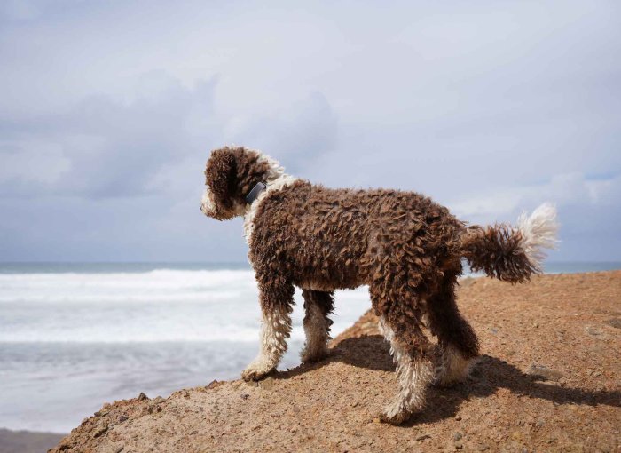 Why Dog Heart Rate Matters - Tractive