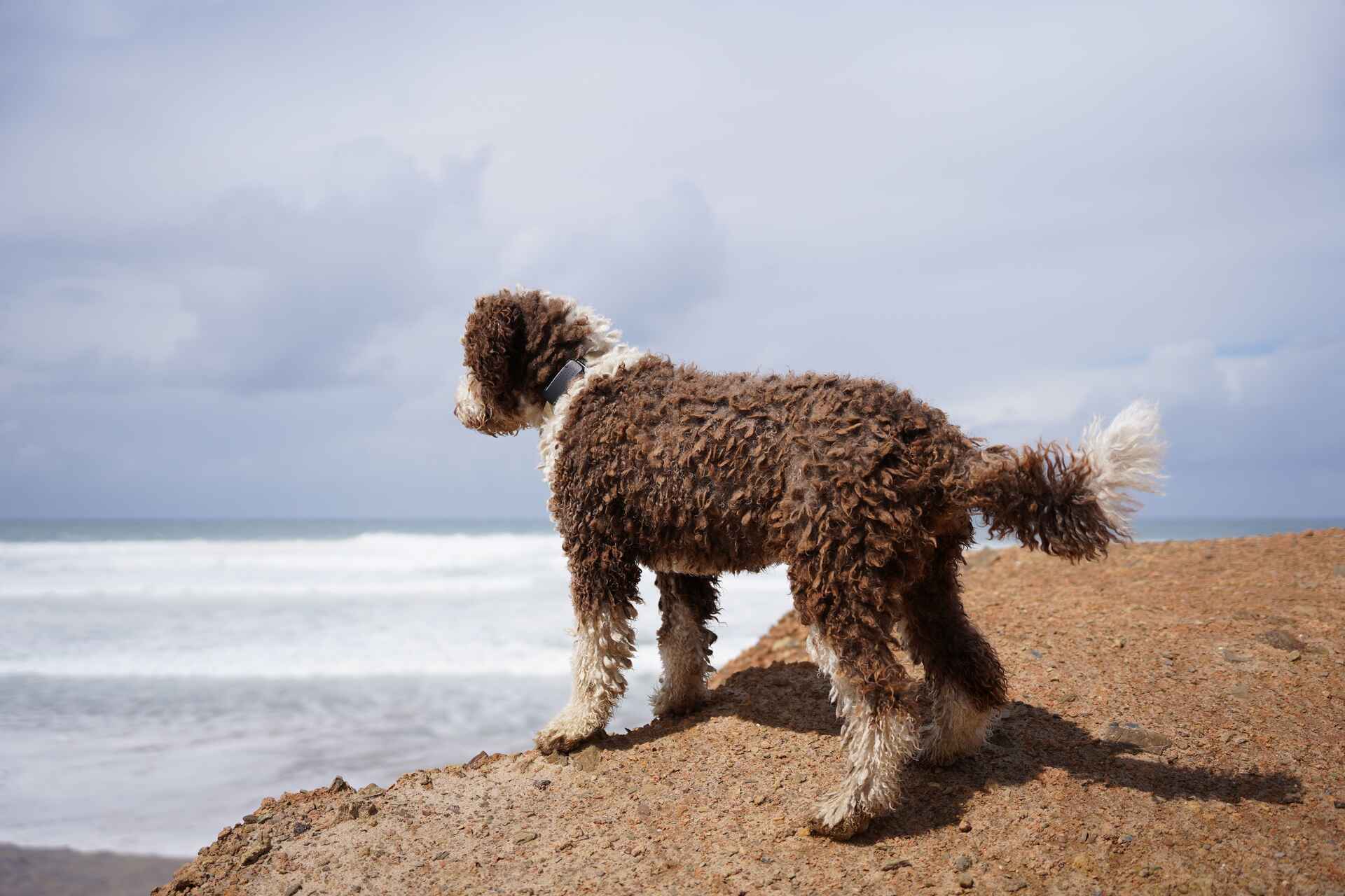 Why Dog Heart Rate Matters - Tractive