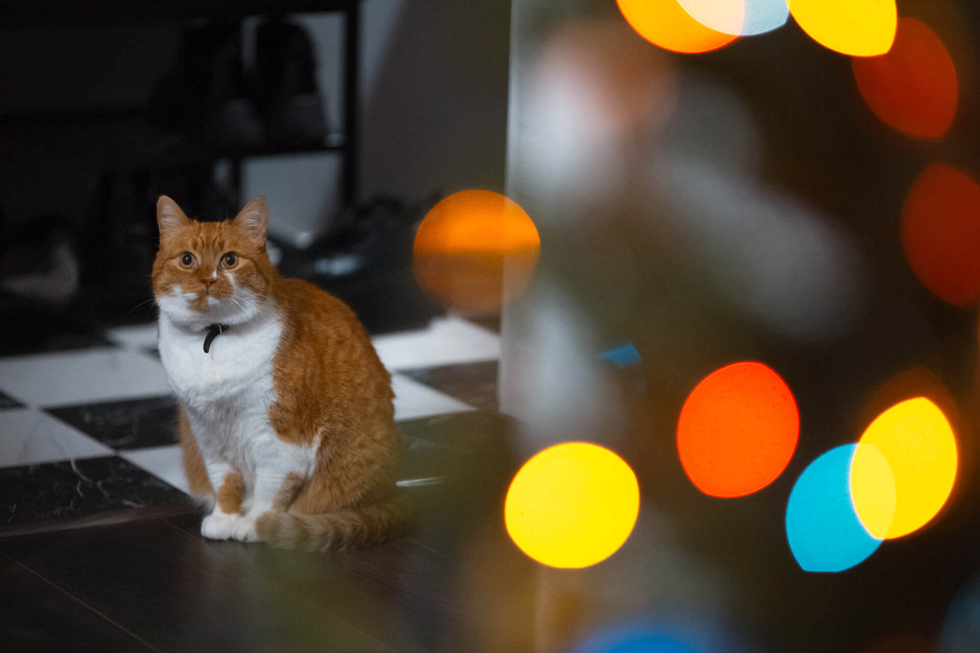 Are Cats Scared of Fireworks? Prepping For The 4th Of July - Tractive