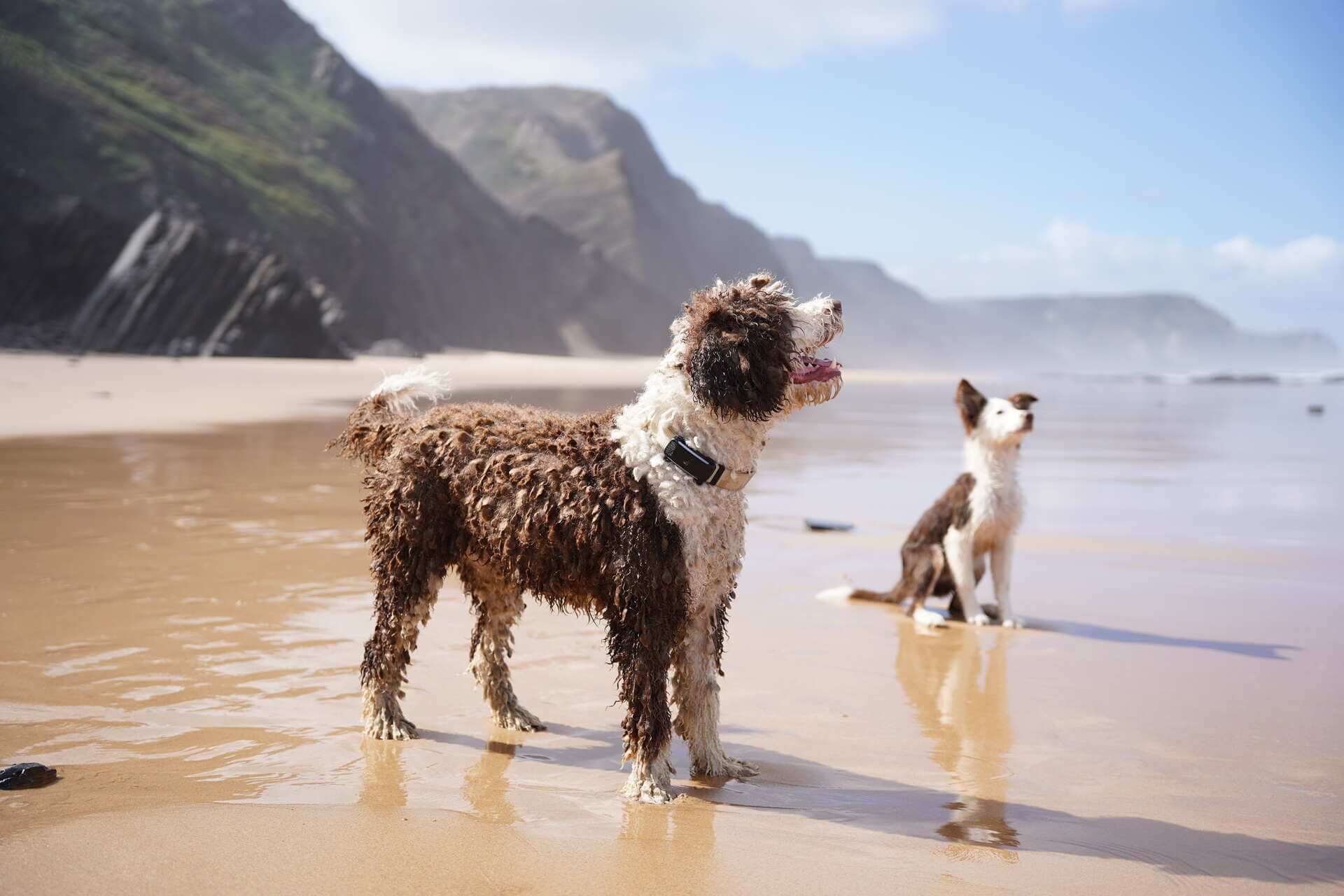 Dog Pedometer: Where A Smart Dog Tracker Is Better