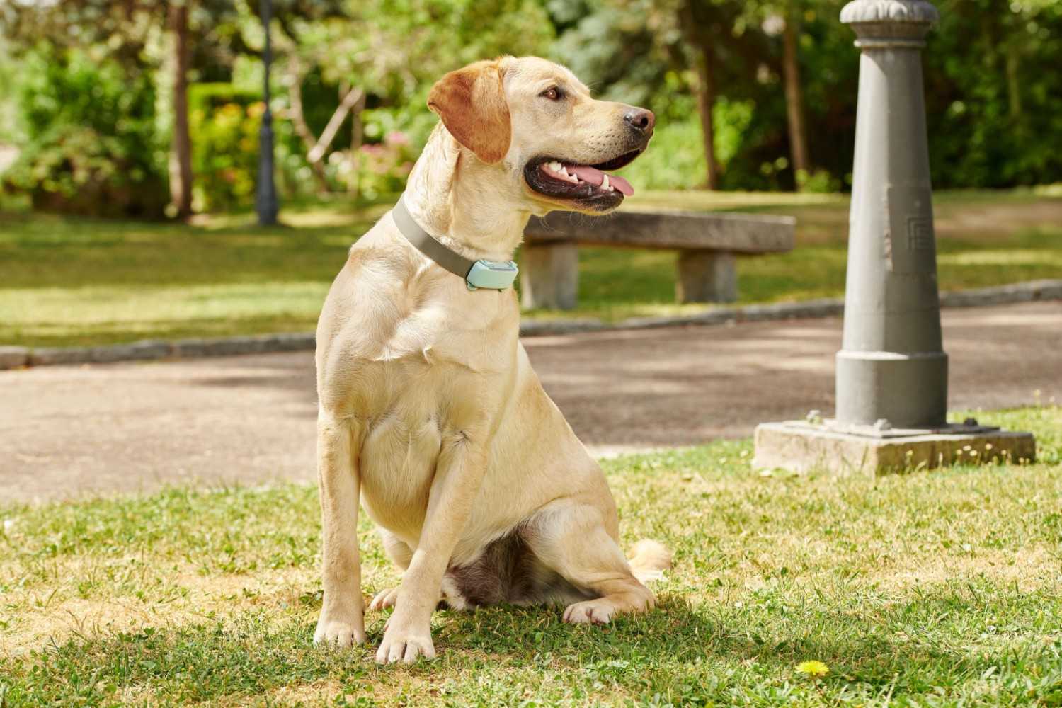 Why is My Dog Panting So Much? And How Much Is Too Much? - Tractive