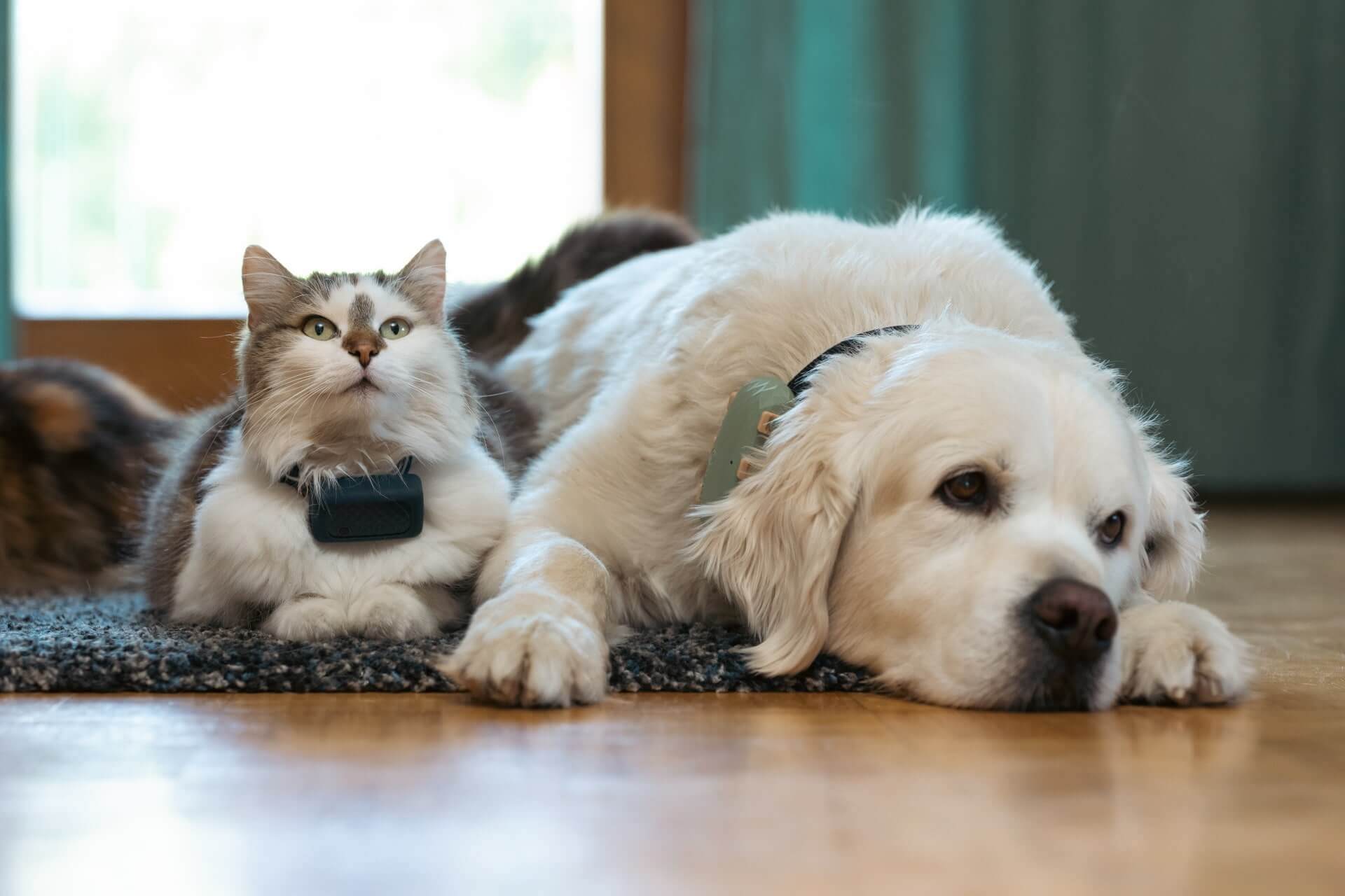 SmartTag for Pets vs Tractive GPS & Health Tracker