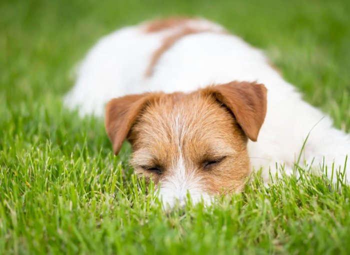 How To Handle Syncope in Dogs (Or Dog Fainting) - Tractive