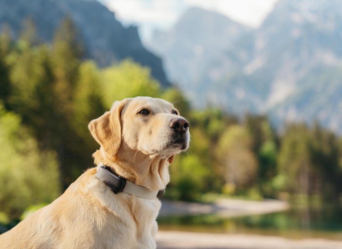 How Far Can Dogs Smell? Dog Sniffing Senses Explained - Tractive