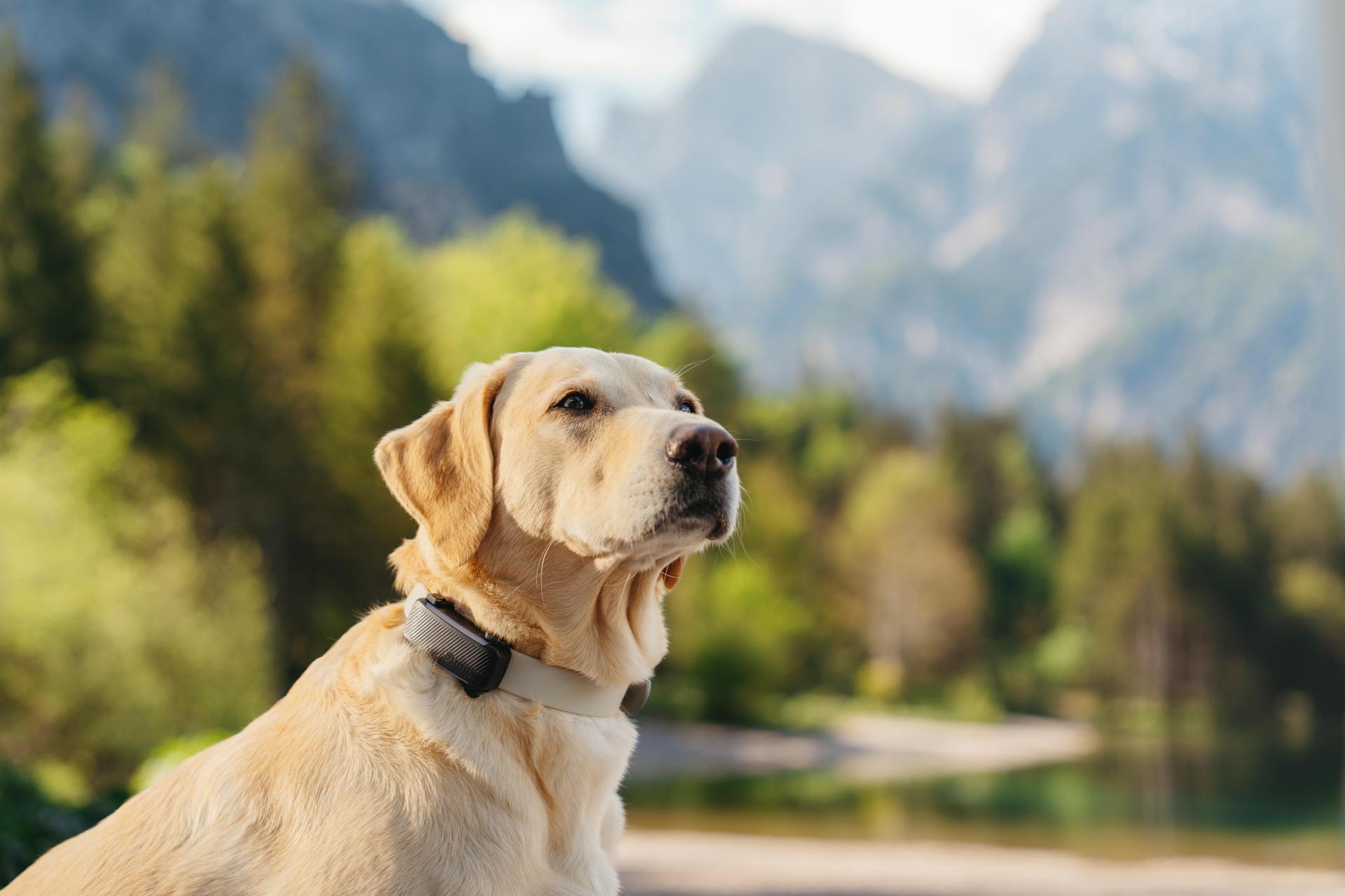 How Far Can Dogs Smell? Dog Sniffing Senses Explained - Tractive