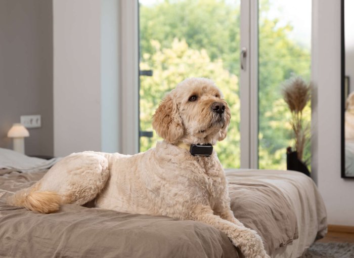 How To Deal With The Sleep Startle Reflex In Dogs
