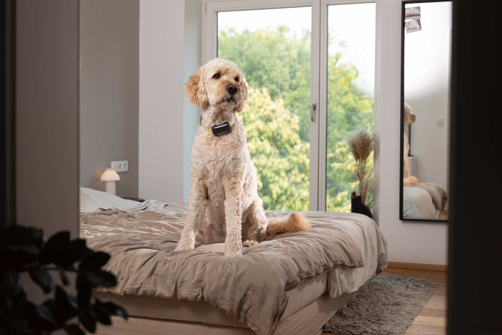 Why Does My Dog Want To Go Outside Every 5 Minutes? - Tractive